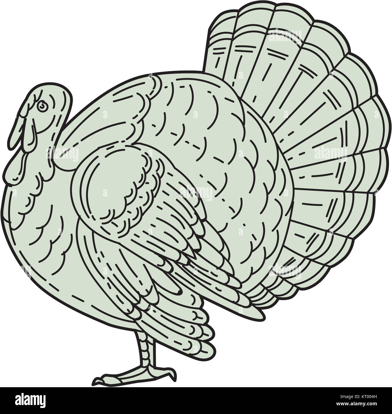 Wild Turkey Side Mono Line Stock Photo - Alamy
