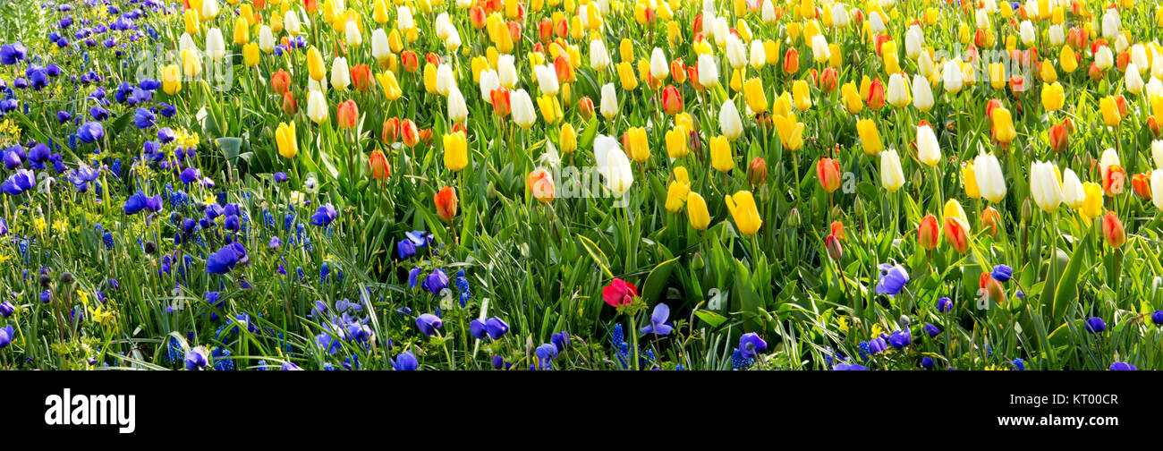 Beautiful tulips in the spring time.Colorful tulips background Stock ...