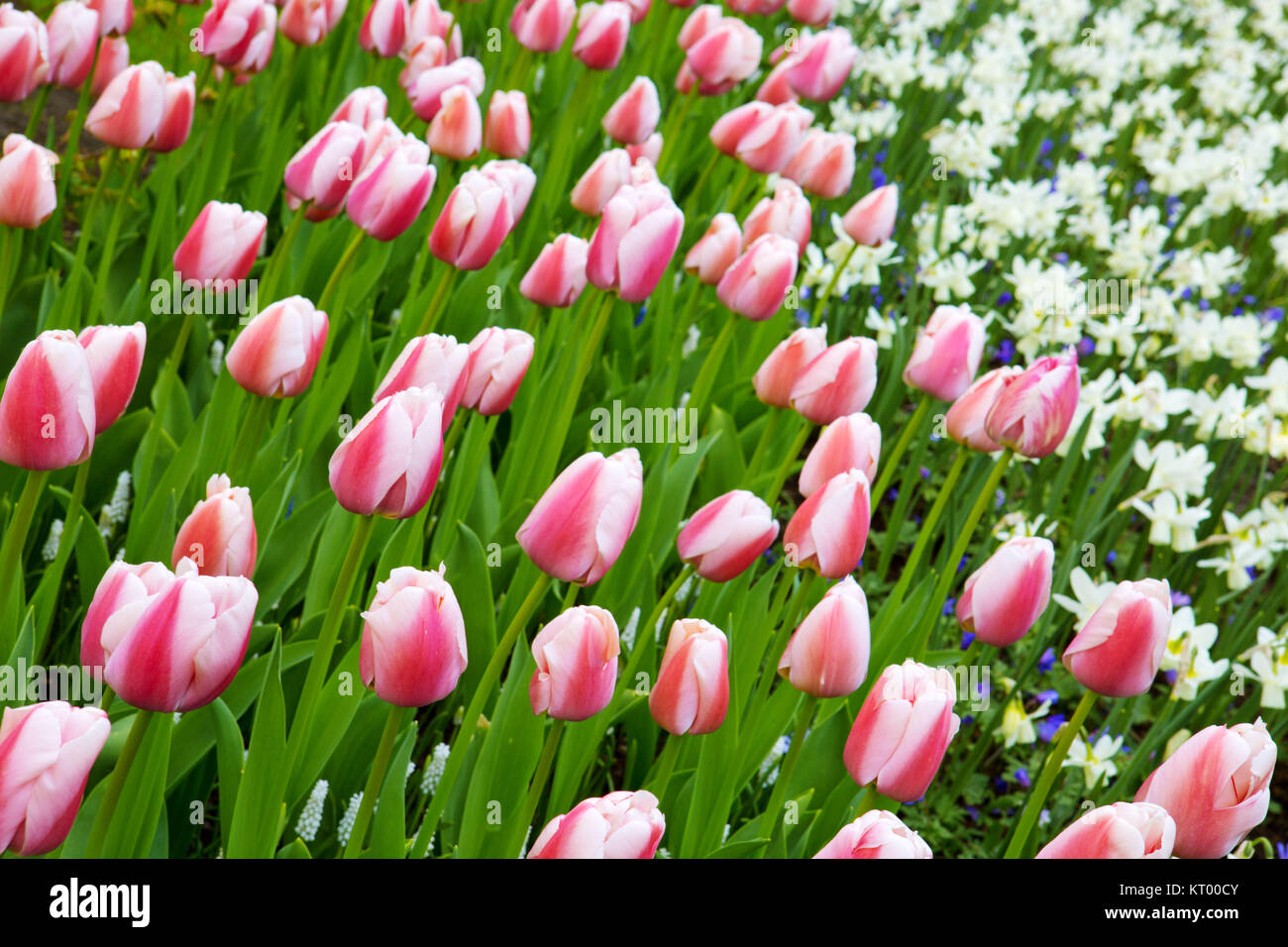 Beautiful white tulips in the spring time.Flowers background Stock ...