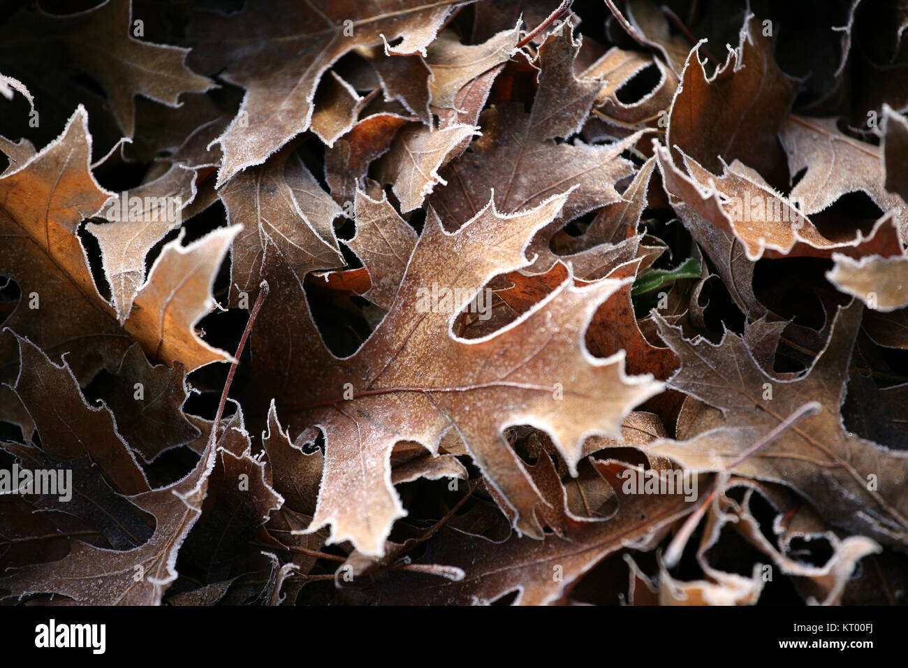 Fallen frosty leaf on frozen ground Stock Photo - Alamy