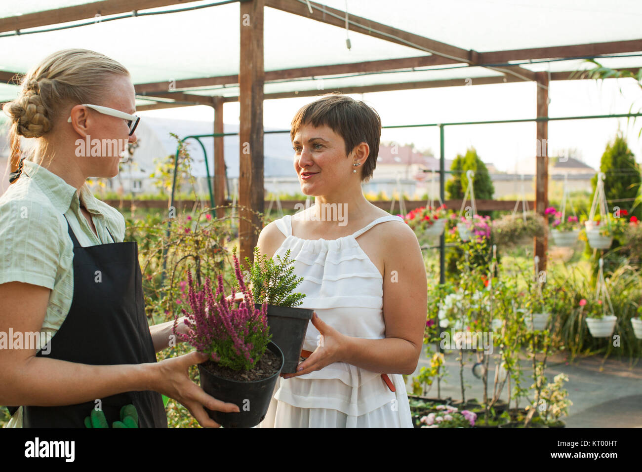 Florist demonstrating flowers in a pot Stock Photo - Alamy