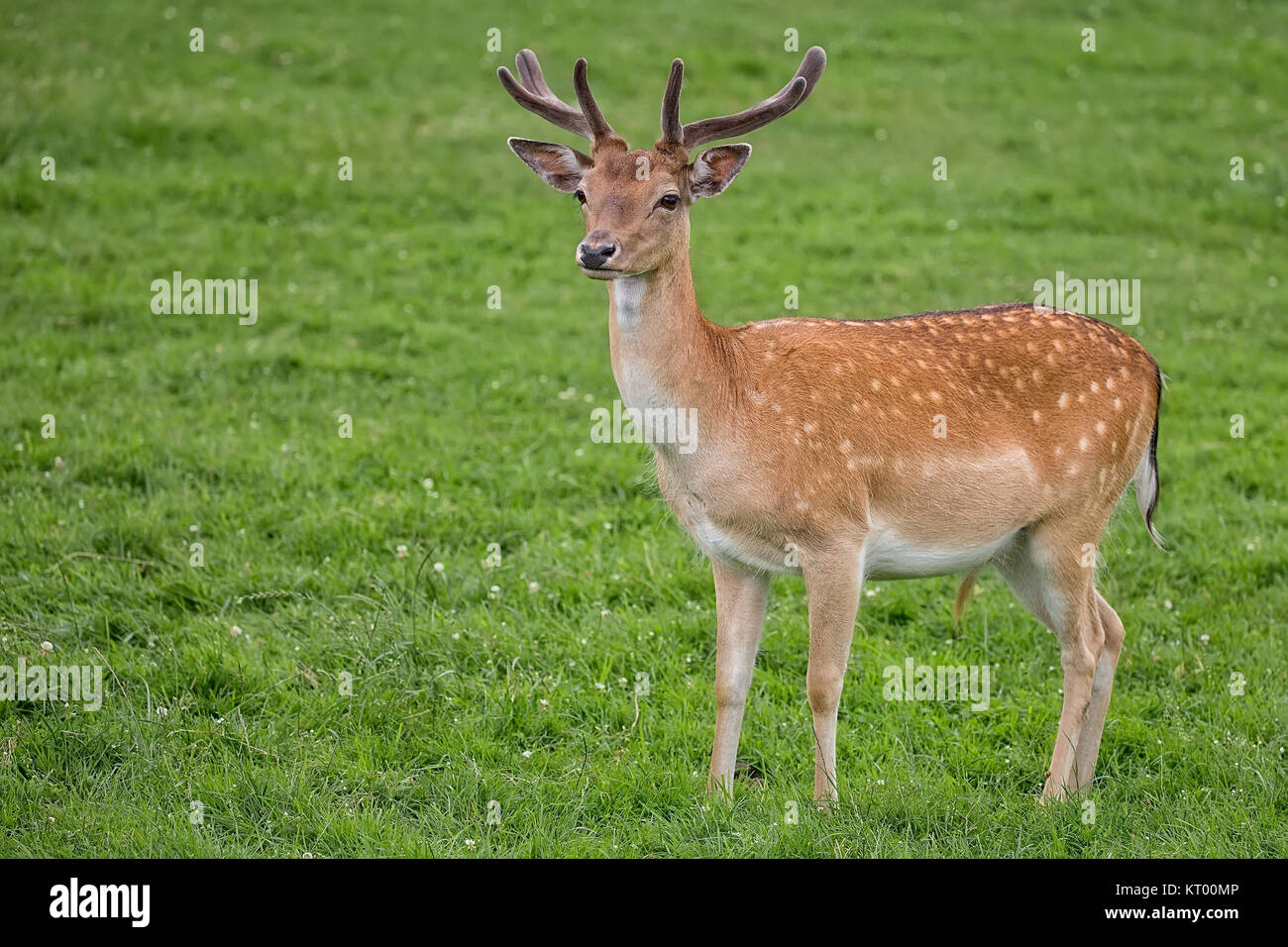 Fallow deer in the wild Stock Photo - Alamy