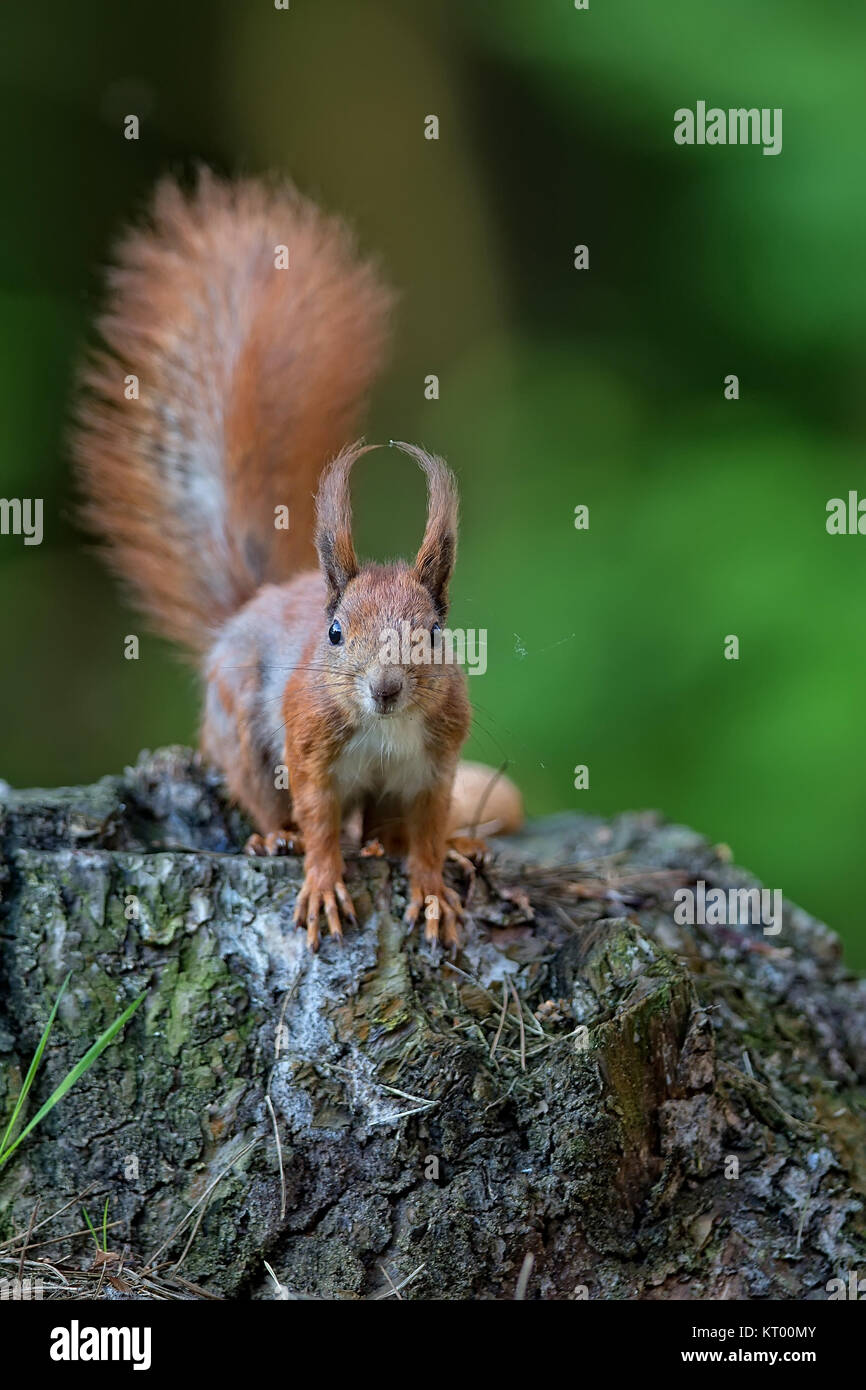 Red squirrel in the forest Stock Photo - Alamy