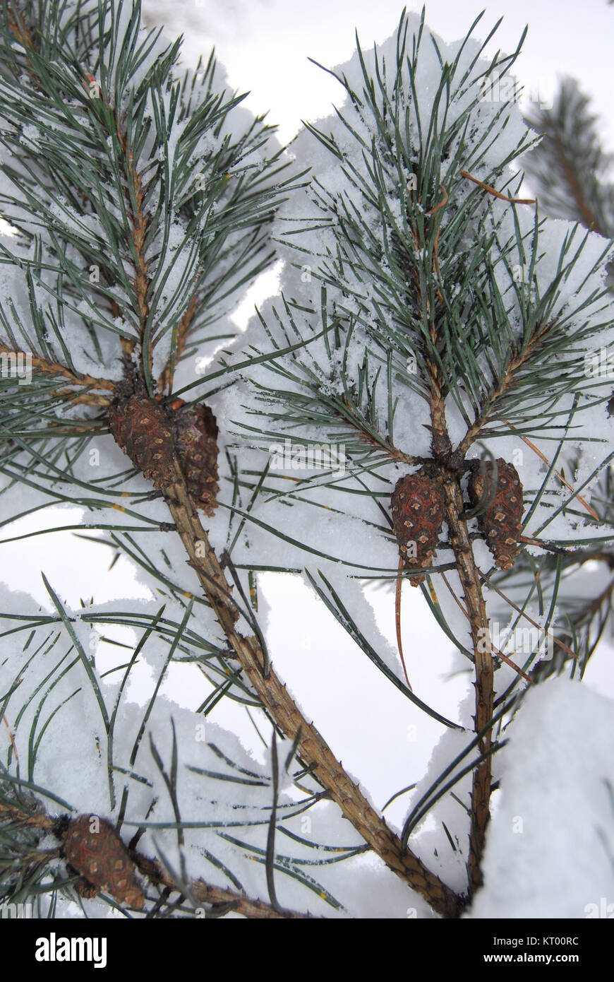 pine pins in the snow Stock Photo - Alamy