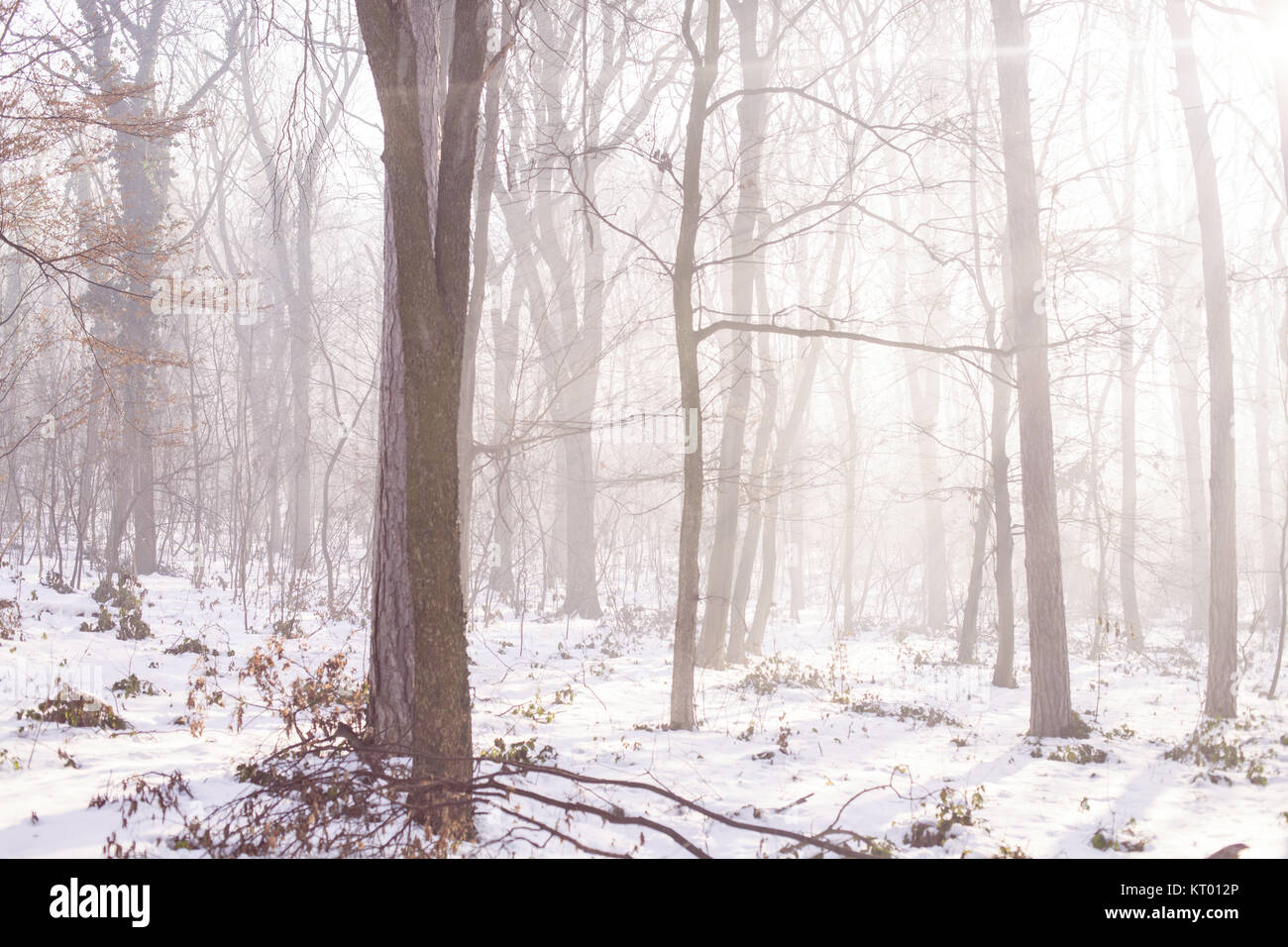 Winter cold forest Stock Photo - Alamy