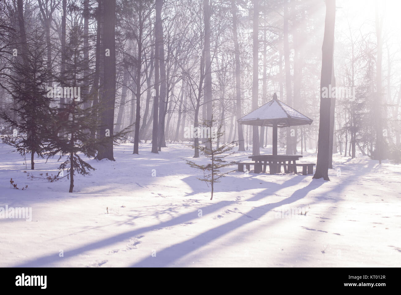 Winter cold forest Stock Photo - Alamy