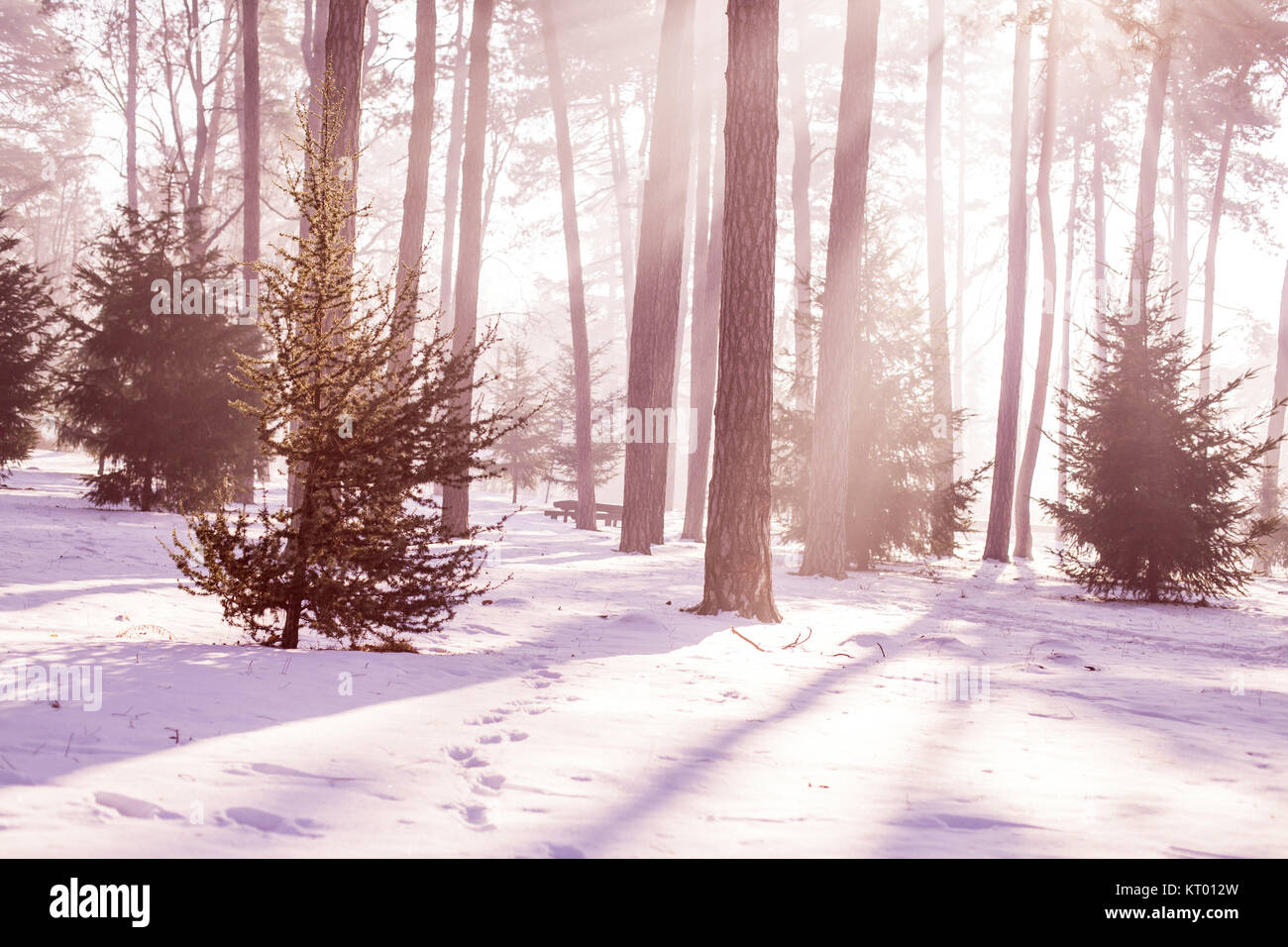 Winter cold forest Stock Photo - Alamy