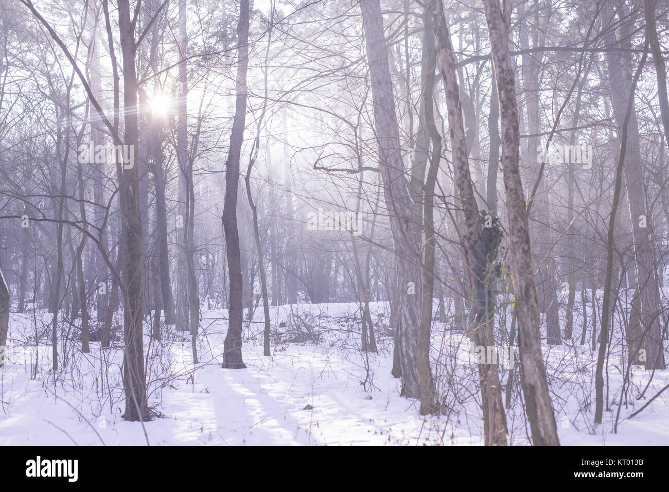 Winter cold forest Stock Photo - Alamy