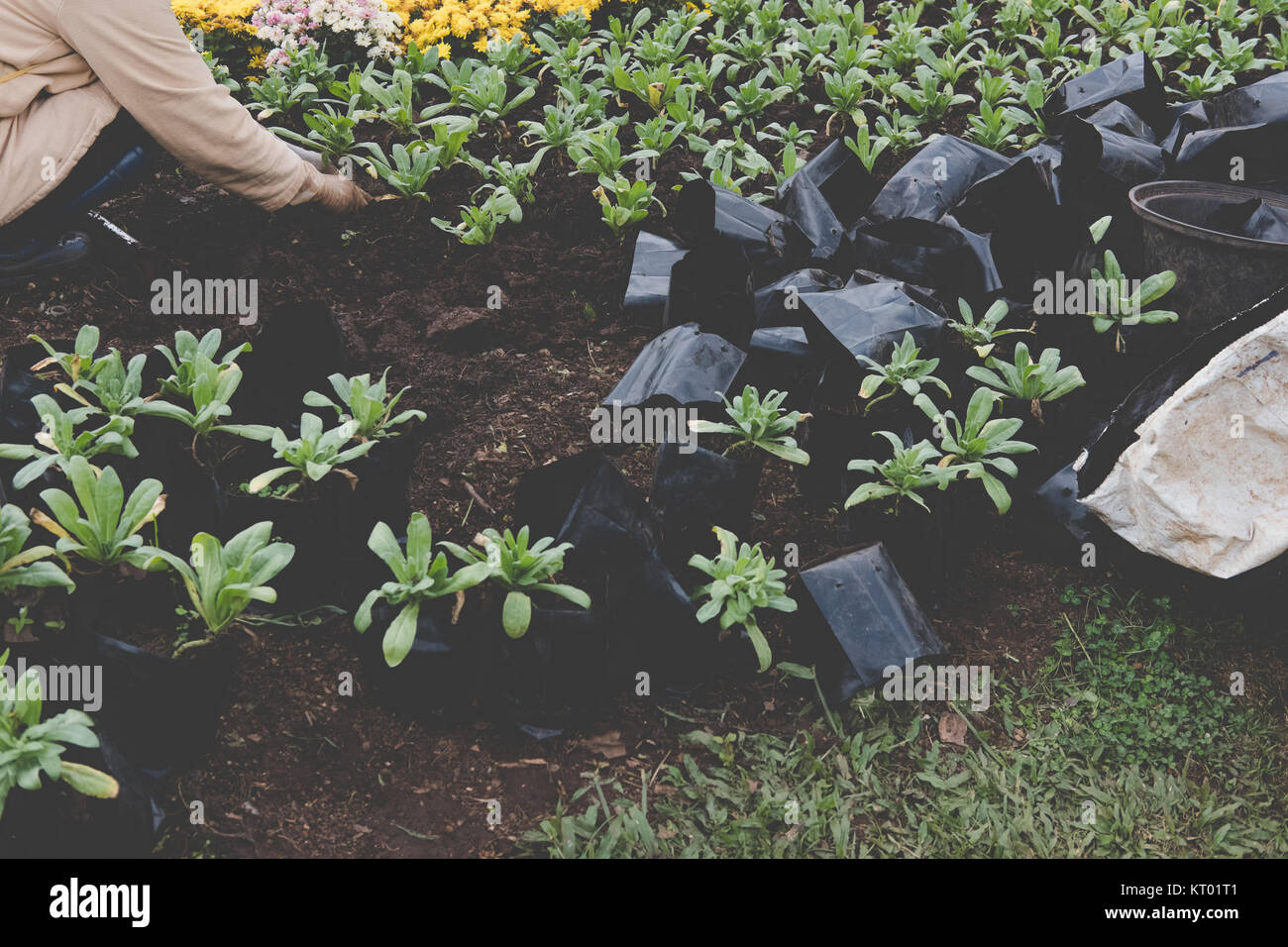 gardener planting flower in garden. woman growing plant with dirt or ...