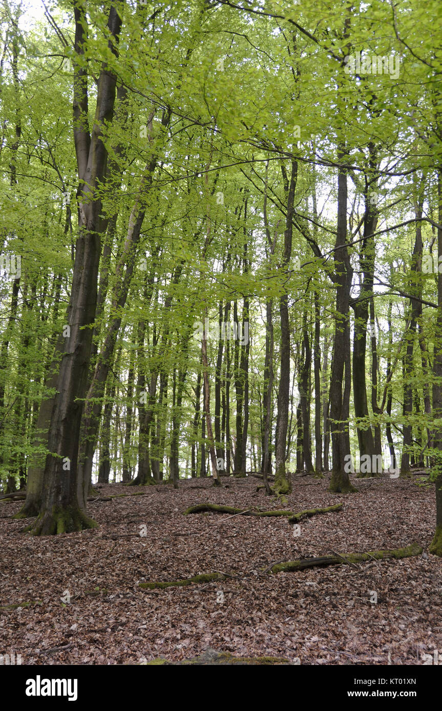 Timber production hi-res stock photography and images - Alamy