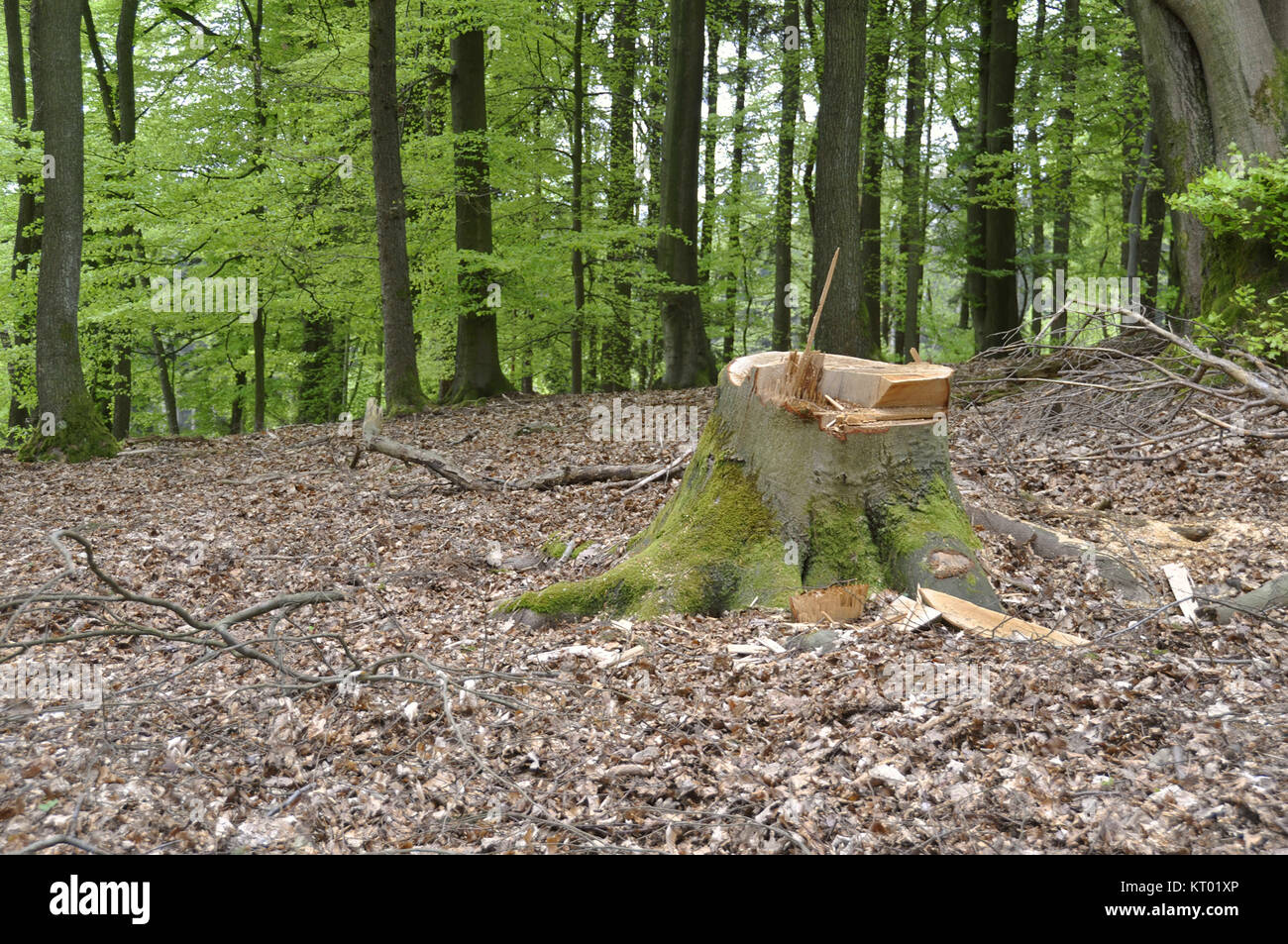 Timber production hi-res stock photography and images - Alamy