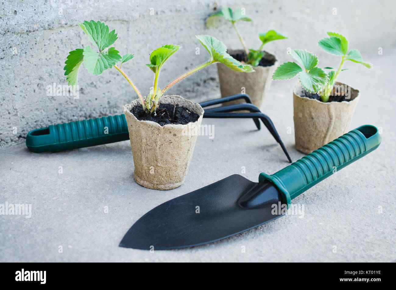 Strawberry Plants With Gardening Tools Stock Photo - Alamy