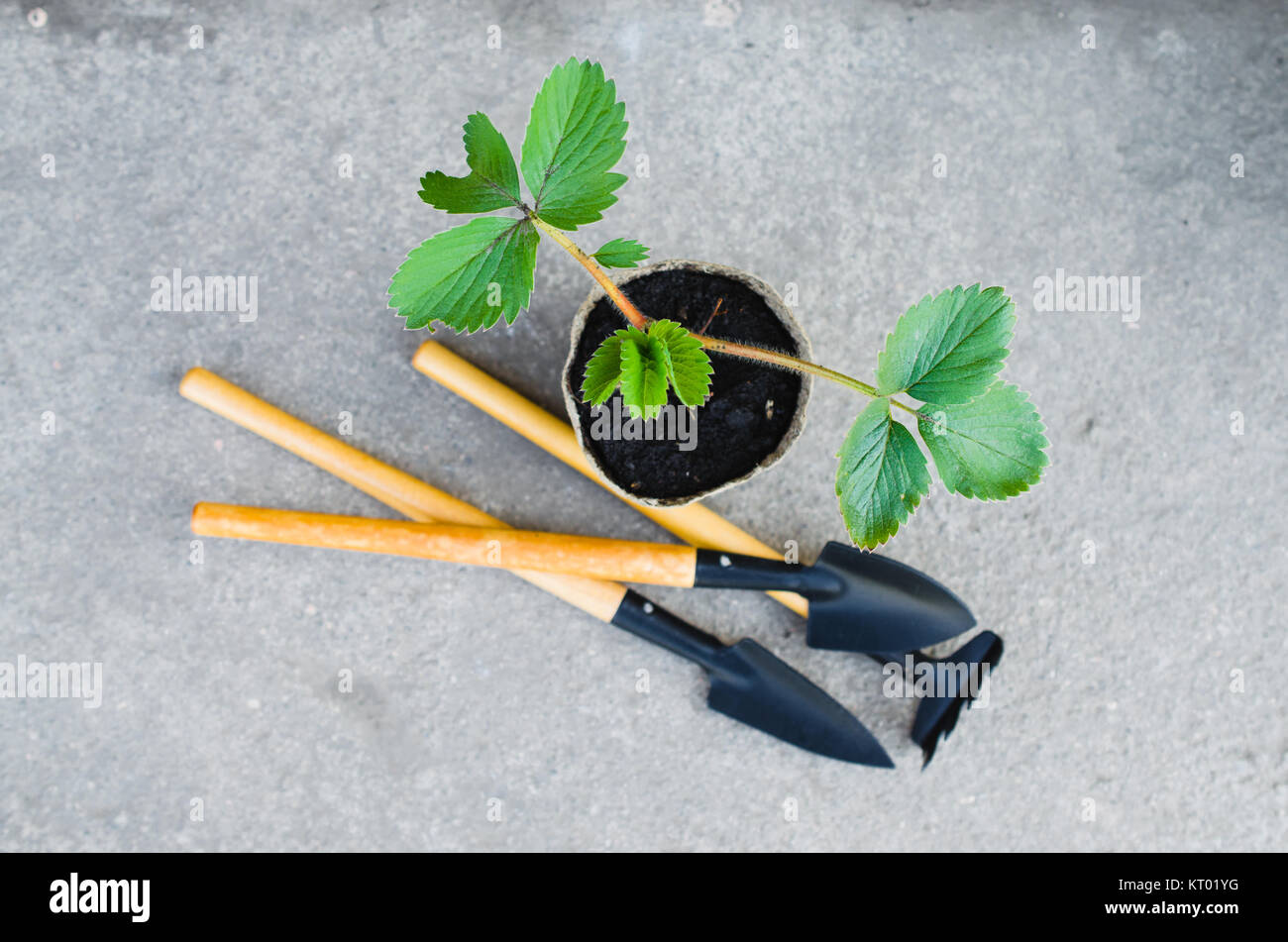 Strawberry Plants With Gardening Tools Stock Photo - Alamy