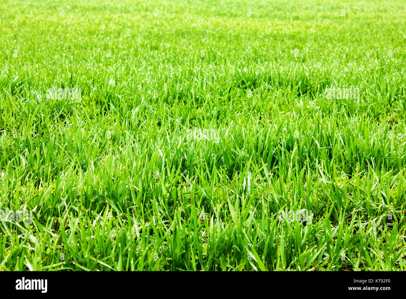 dew on the grass, a field of young wheat Stock Photo - Alamy
