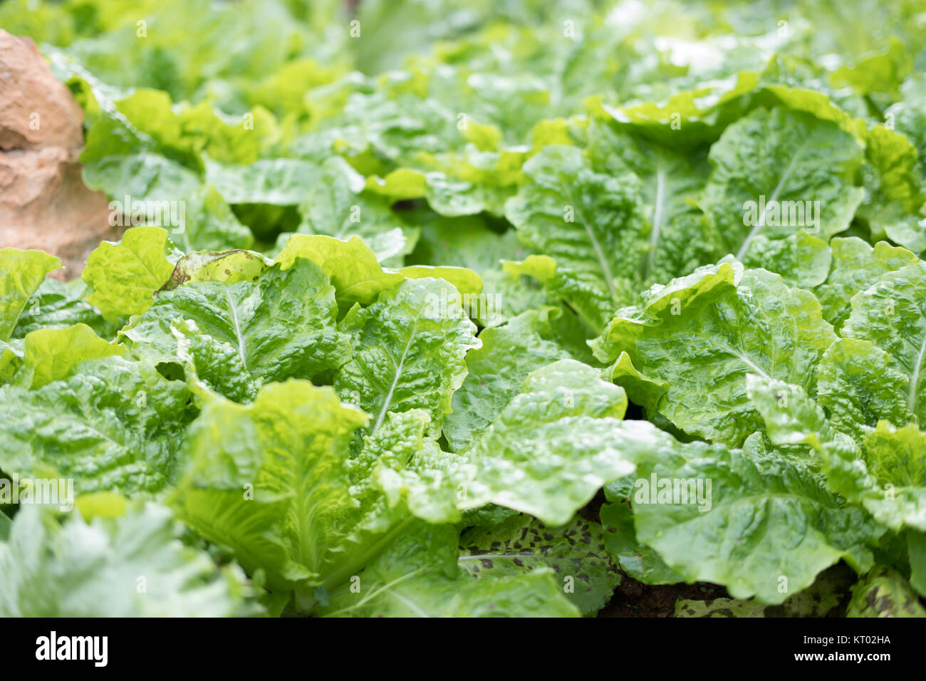 organic lettuce plant growing in vegetable garden. soil cultivation ...