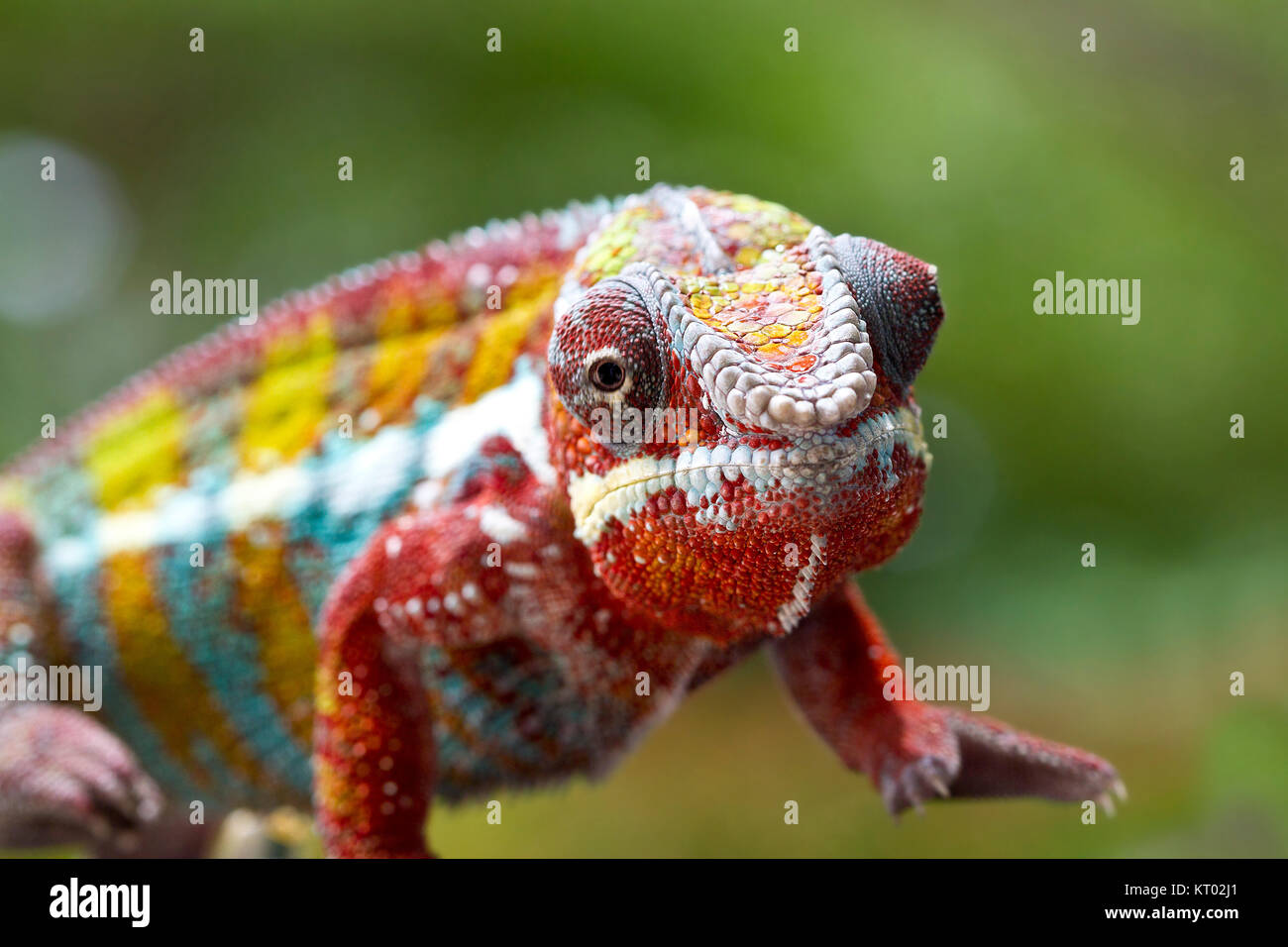Female panther chameleon reptile hi-res stock photography and images ...