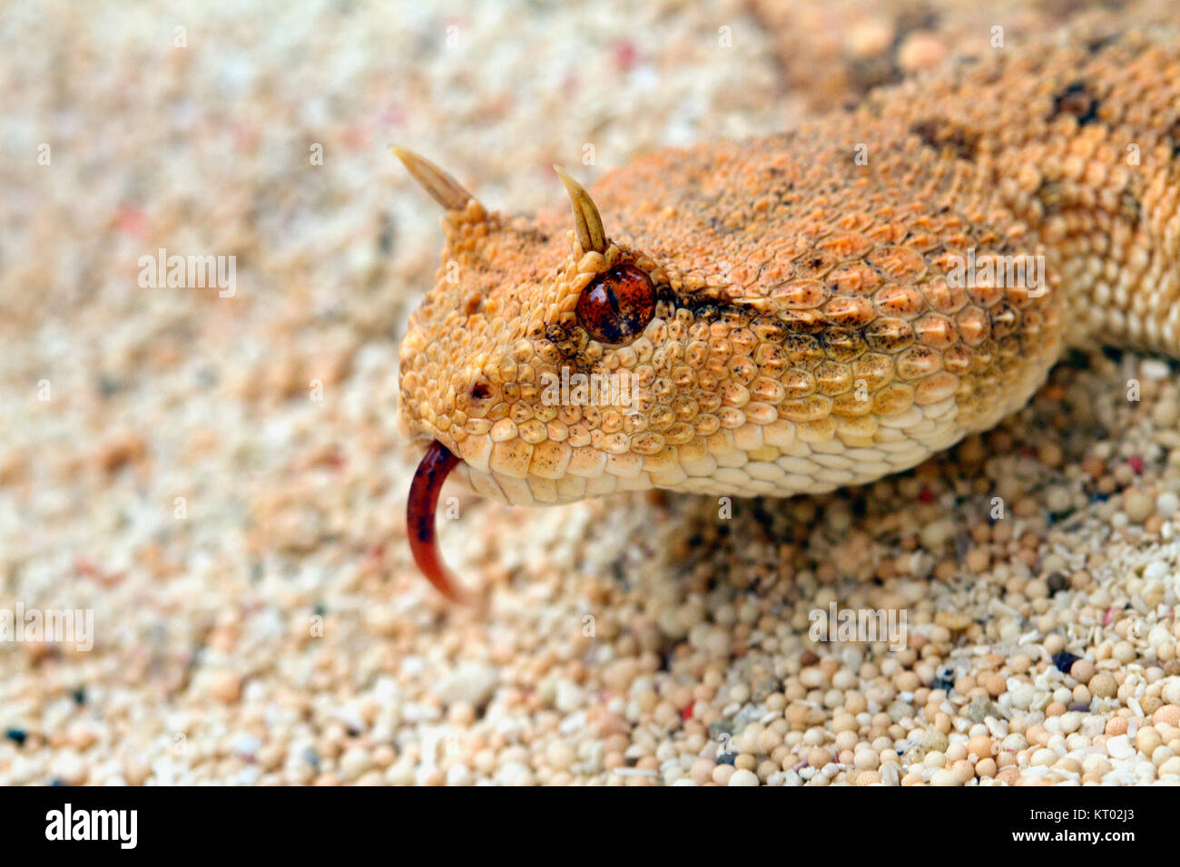 Beautiful photo of a snake head and face Stock Photo - Alamy
