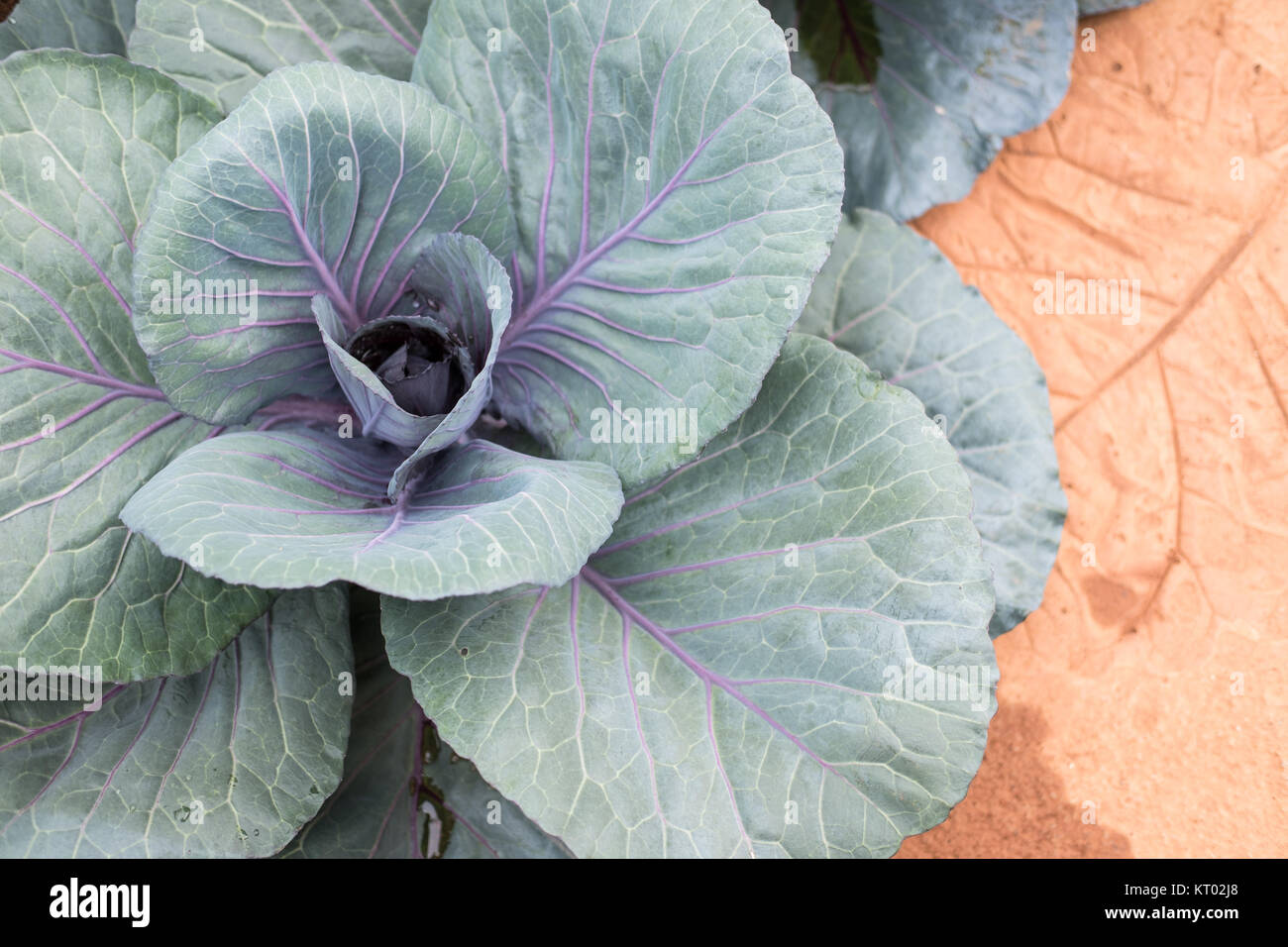 big red head cabbage in farm. plant growing in vegetable garden. soil ...