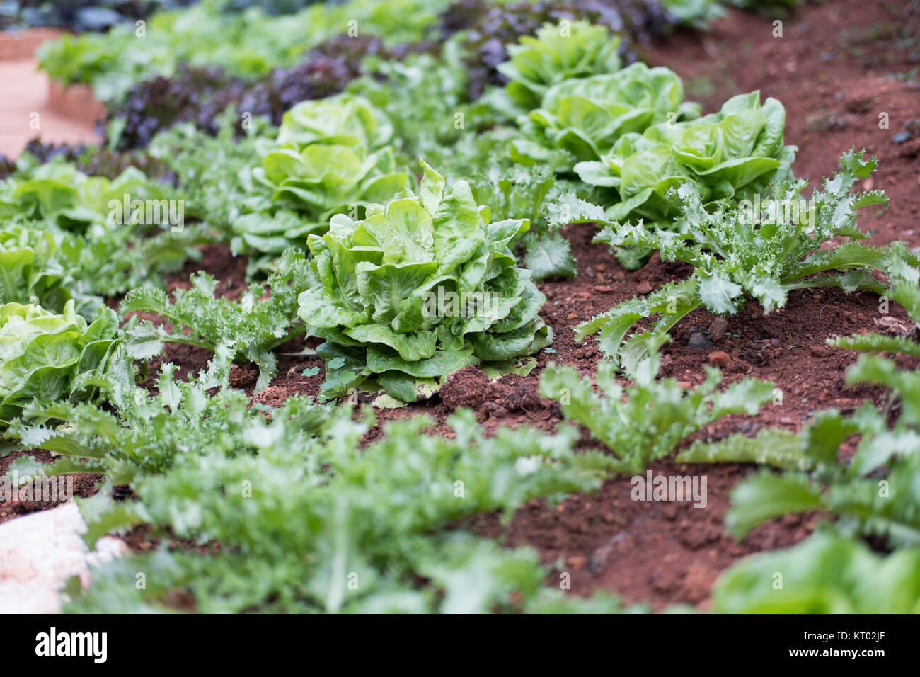 organic lettuce plant growing in vegetable garden. soil cultivation ...