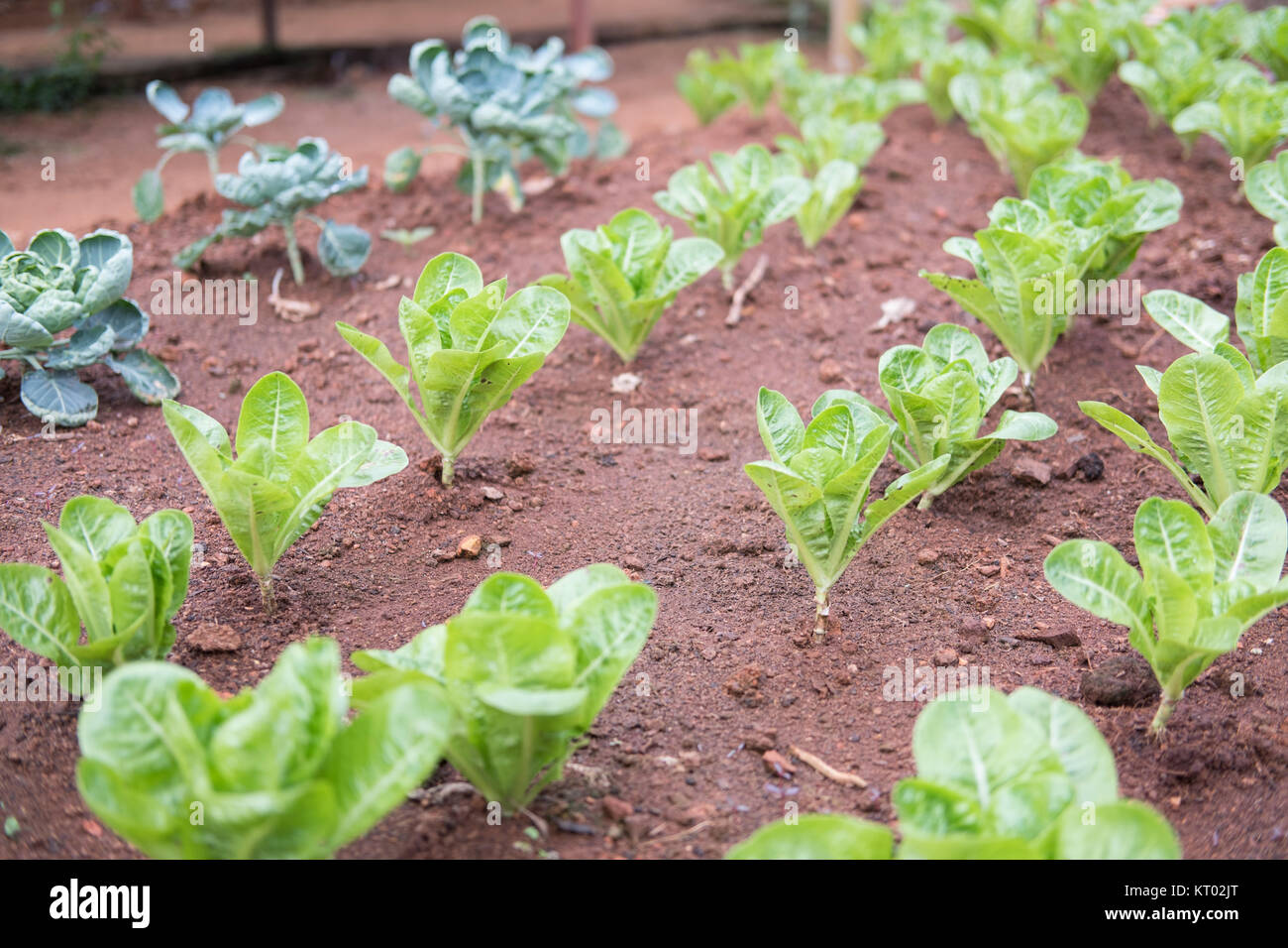 organic lettuce plant growing in vegetable garden. soil cultivation ...