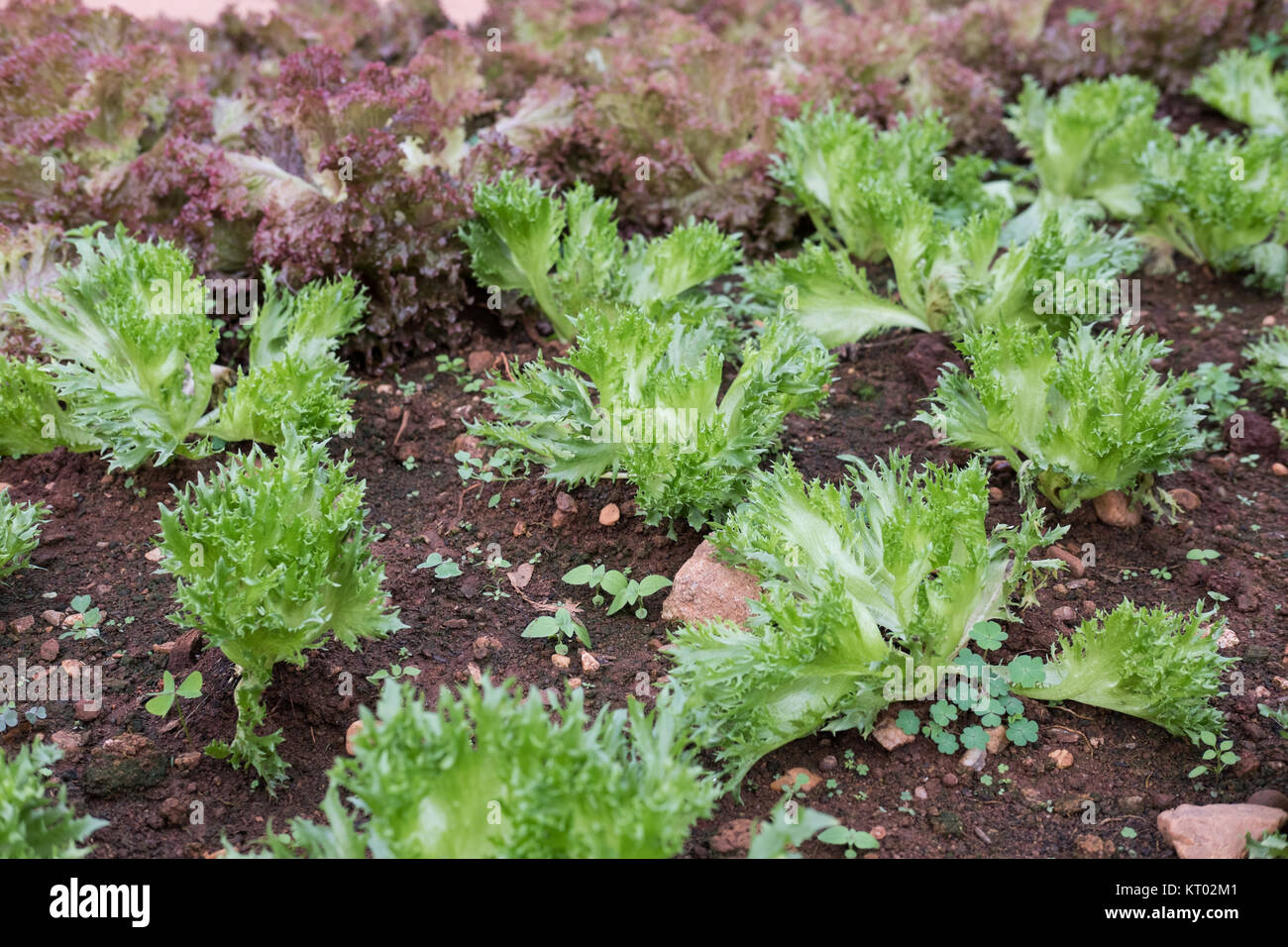 organic lettuce plant growing in vegetable garden. soil cultivation ...