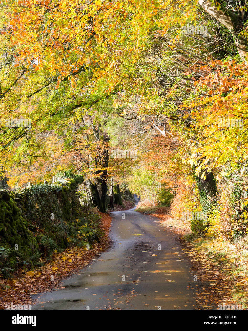 A narrow country lane is lined with trees displaying autumn colours in ...