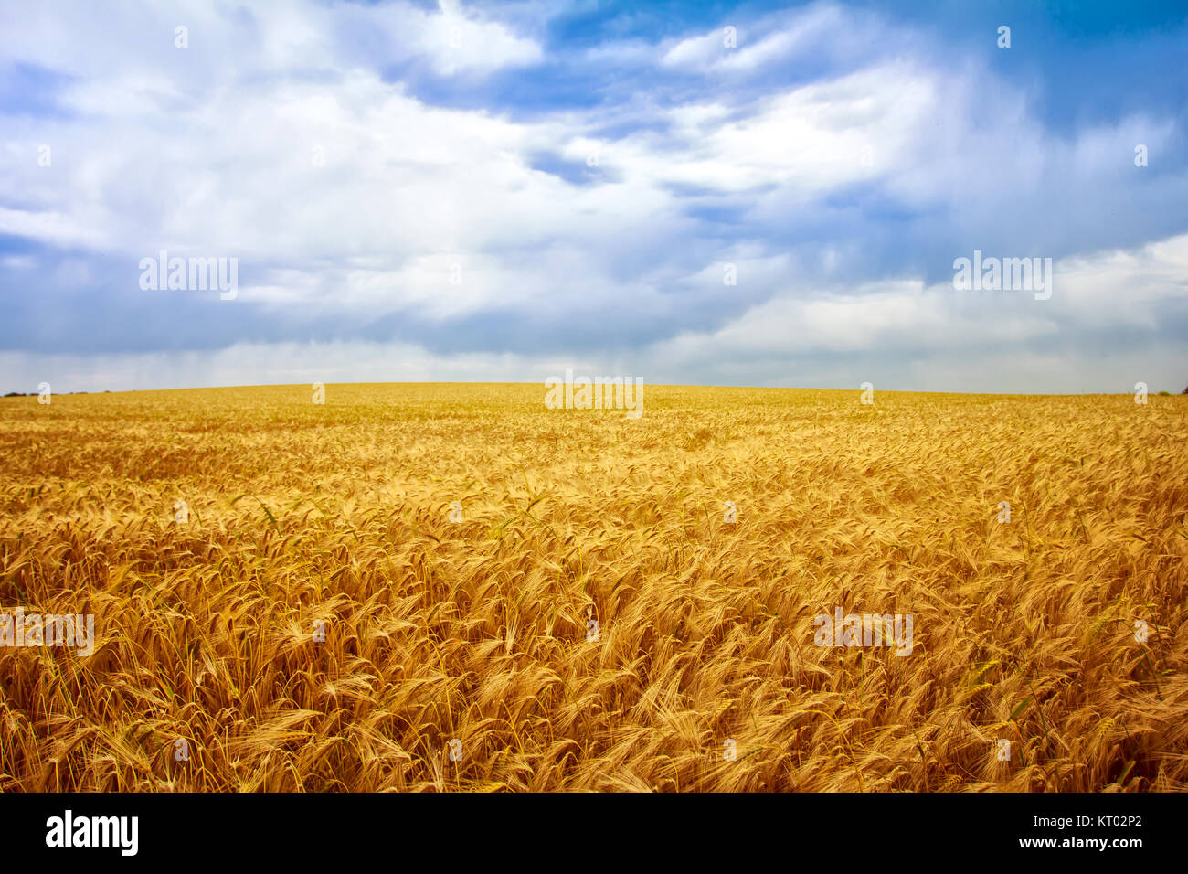 yellow wheat field Stock Photo - Alamy