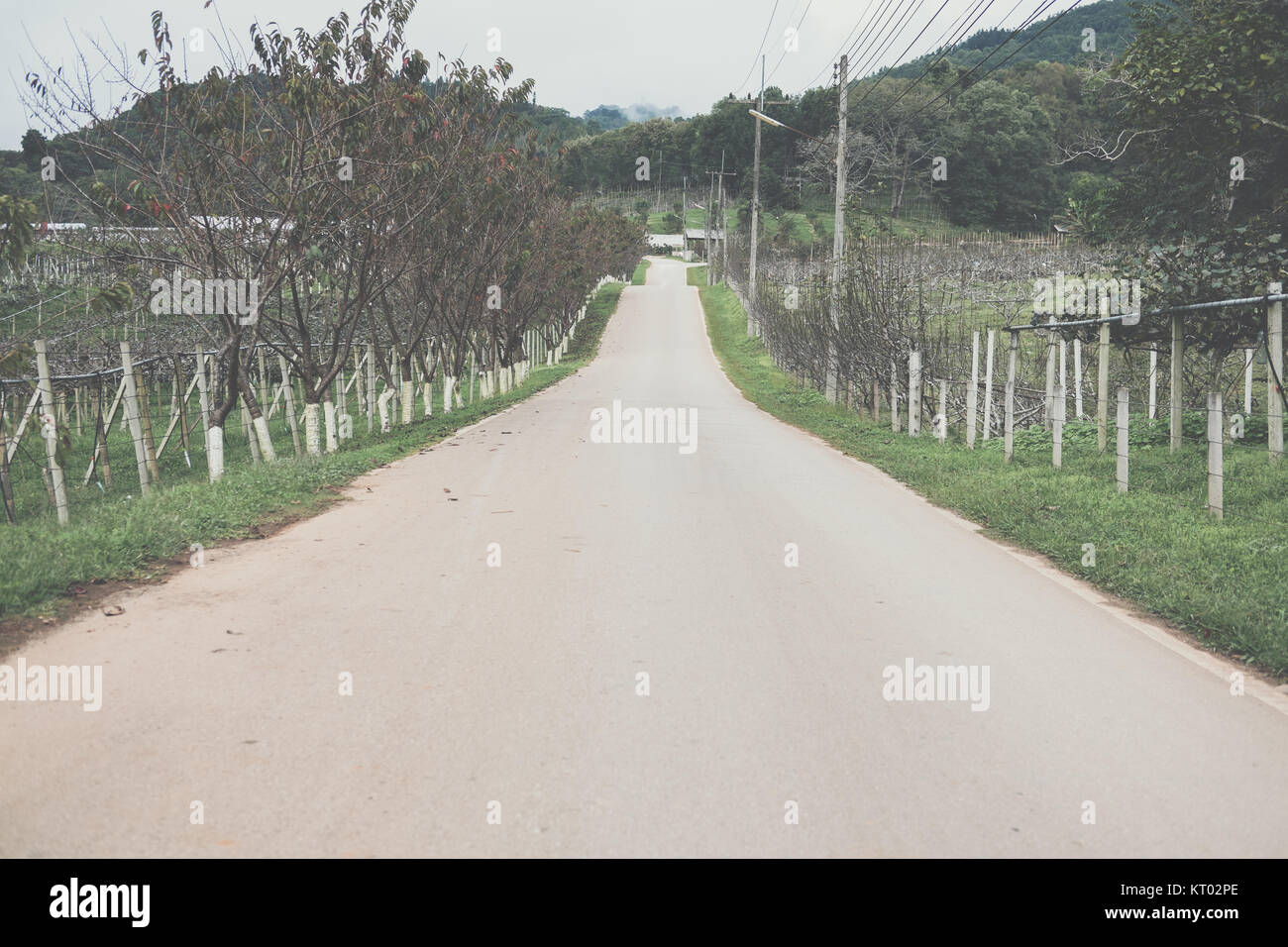 asphalt road to mountain in rural area. countryside road with trees on ...