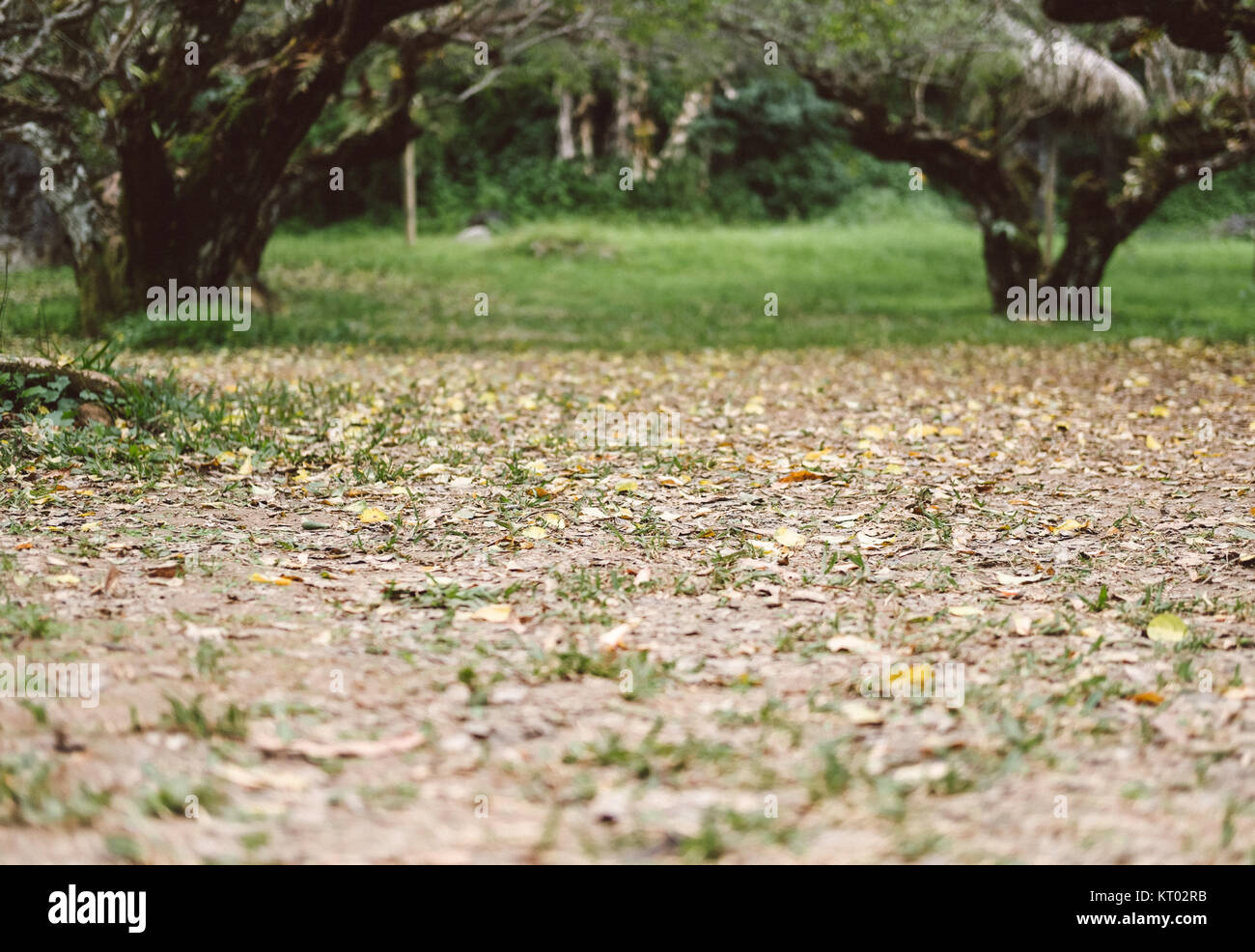 Planting apricot tree in a field. fruit orchard. food & agriculculture ...