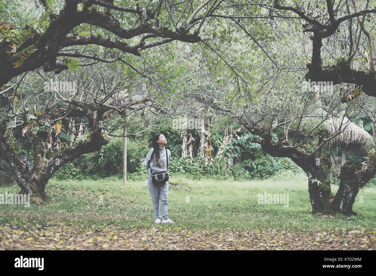 tourist walk in apricot tree orchard. people, travel, vacation, nature ...