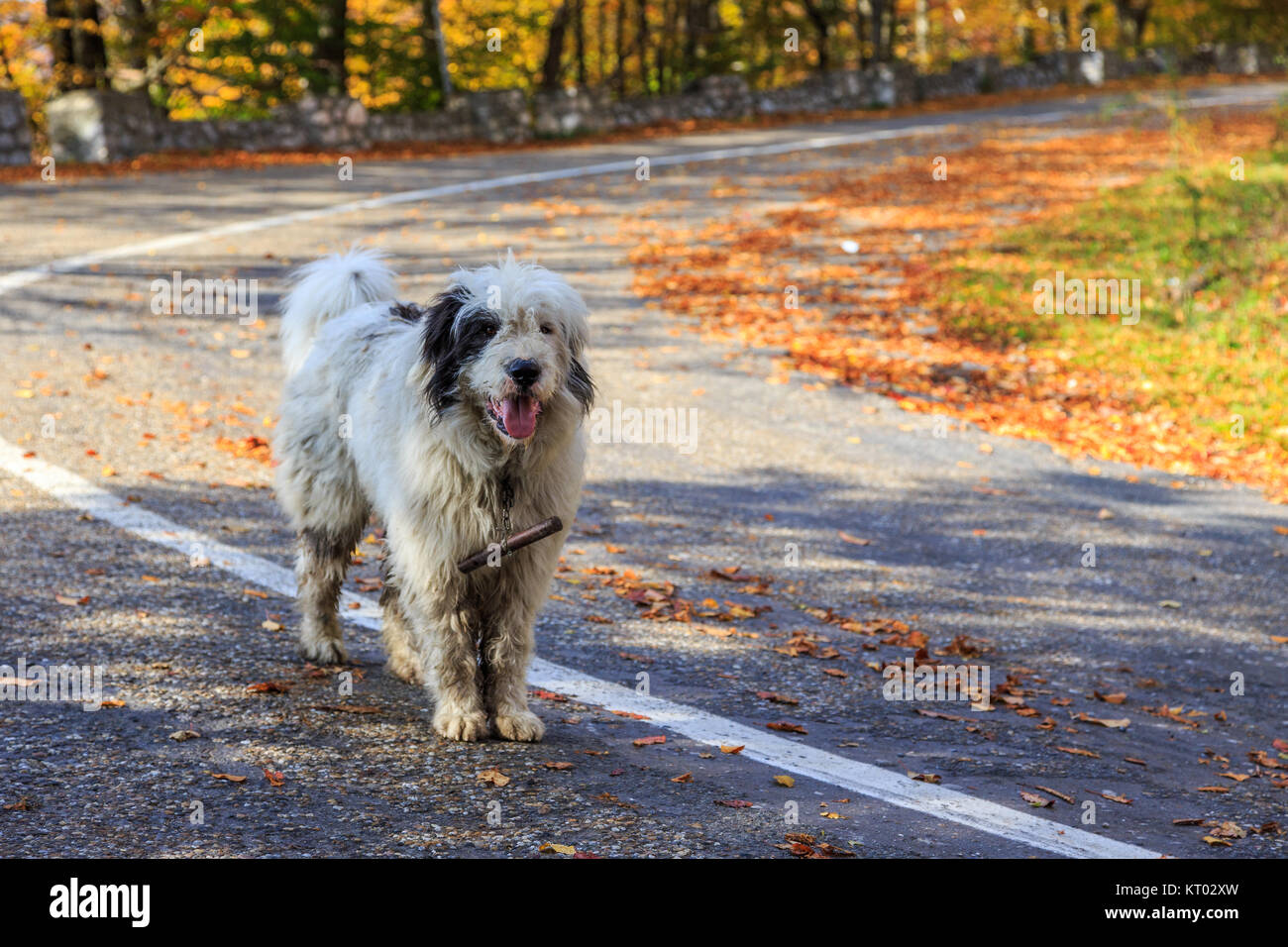 Dogs guard the sheep on the mountain pasture Stock Photo - Alamy