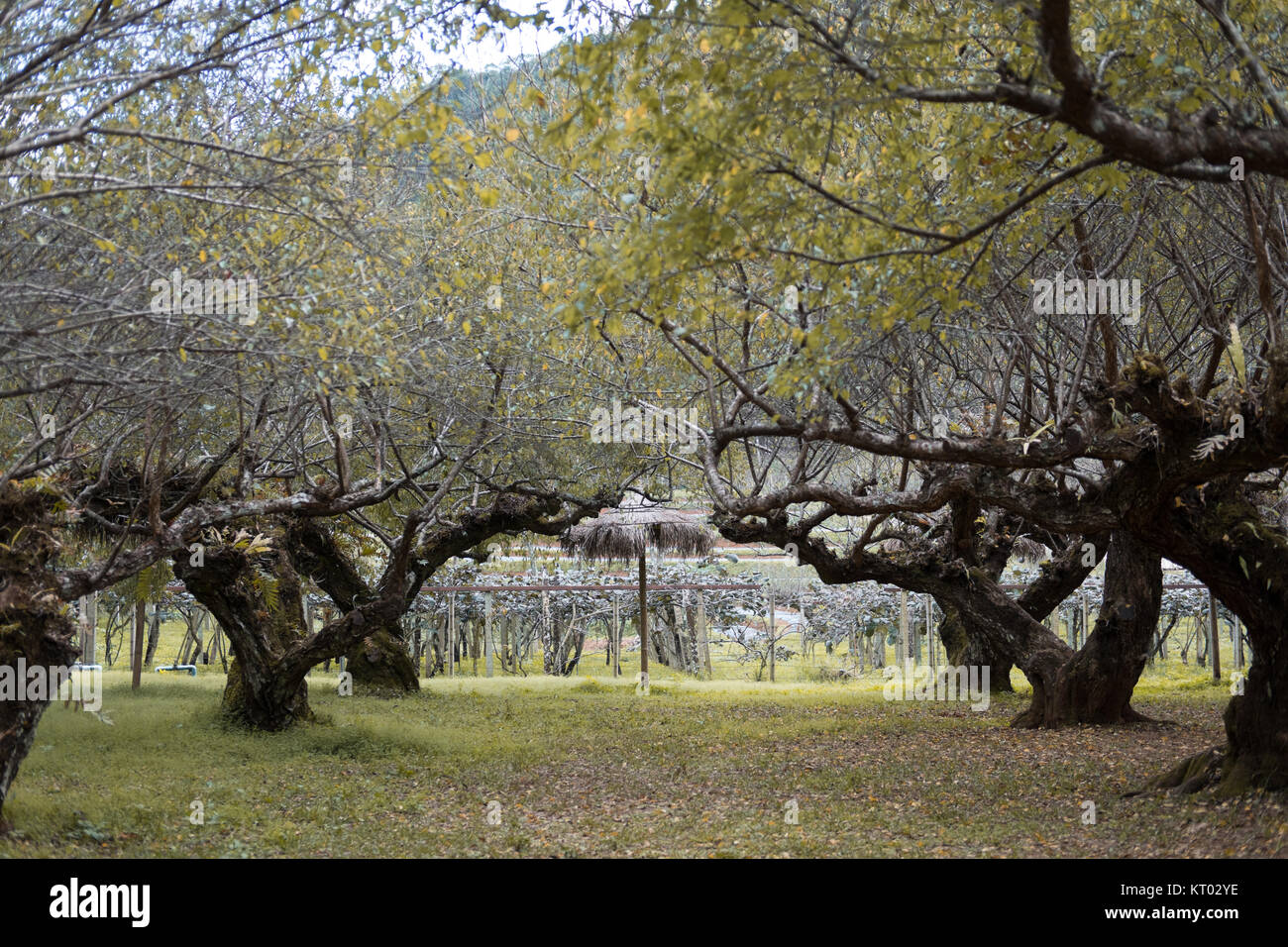 Planting apricot tree in a field. fruit orchard. food & agriculculture ...