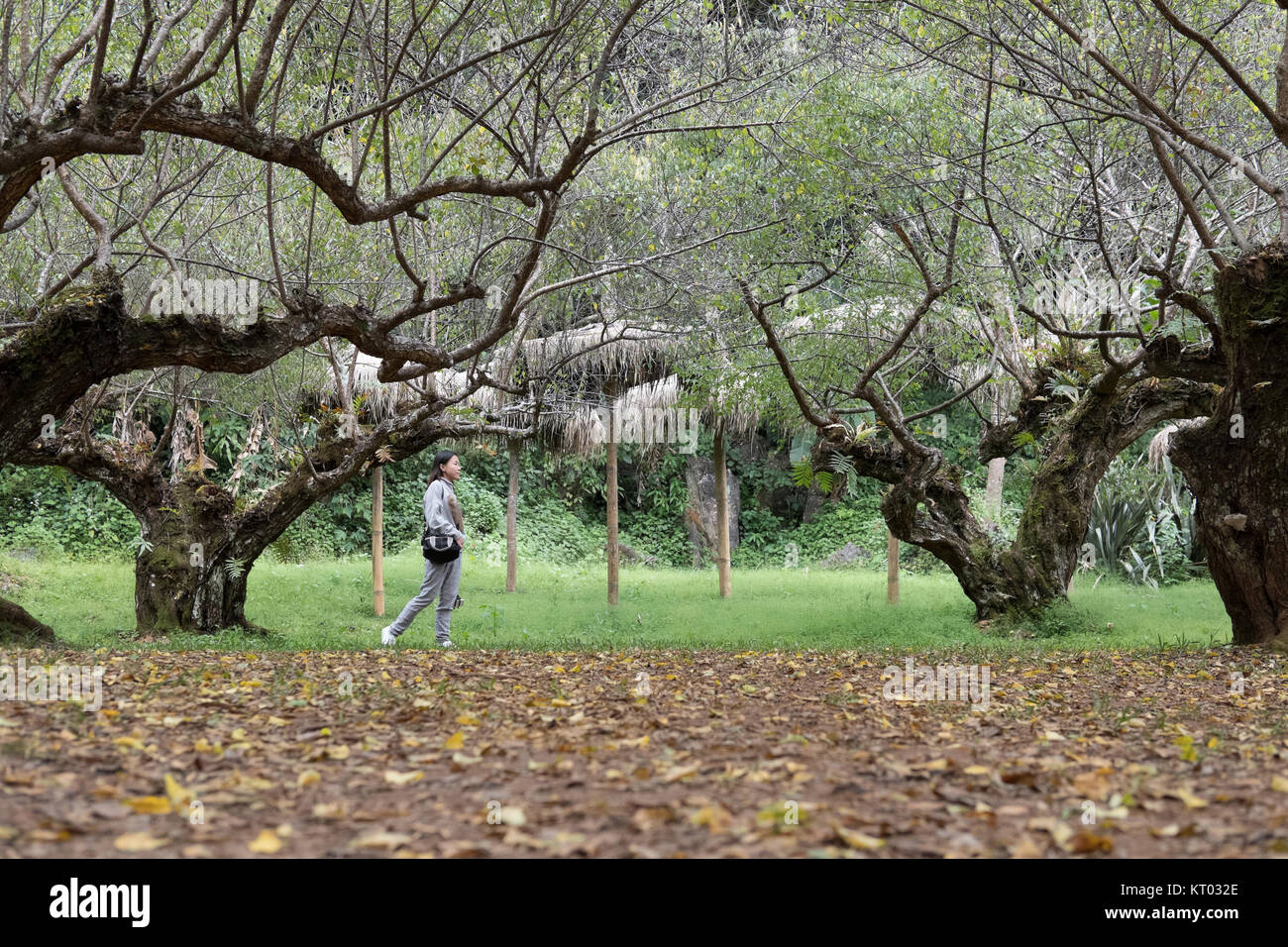 tourist walk in apricot tree orchard. people, travel, vacation, nature ...