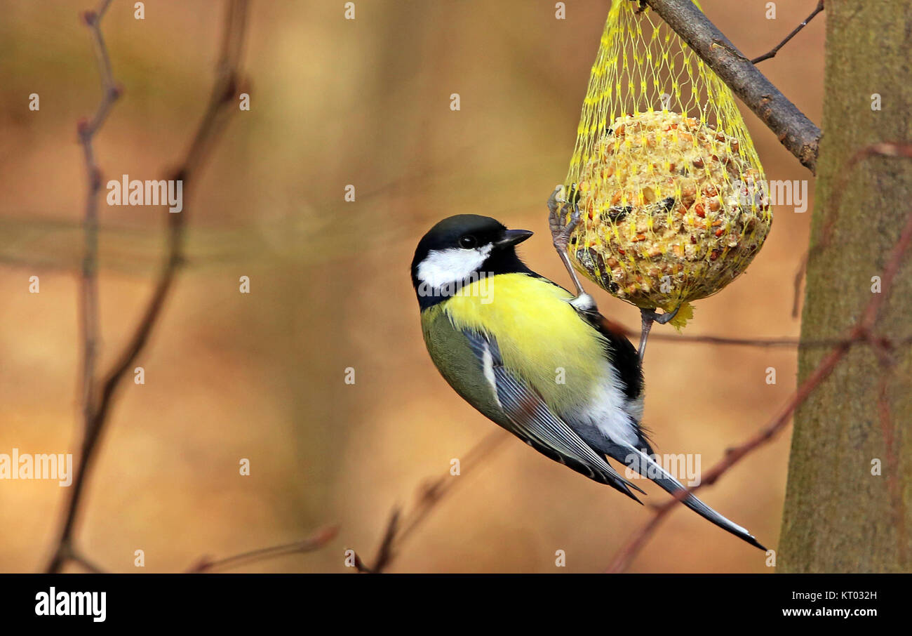 kohlmeise parus major at the feeding point Stock Photo - Alamy