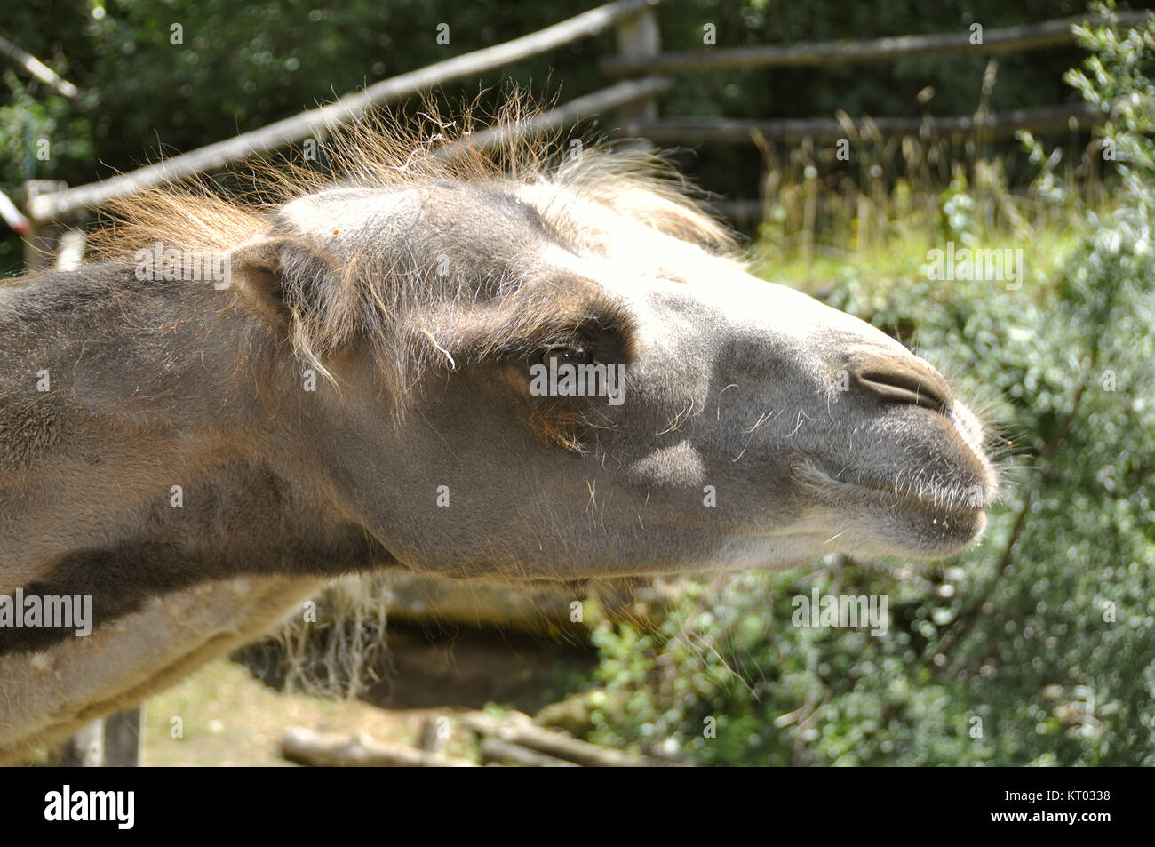 Tame camel hi-res stock photography and images - Alamy