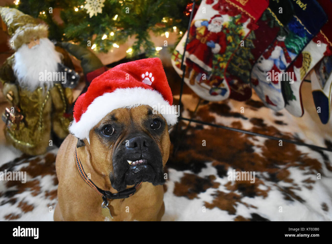 Boxer Breed Dog Christmas Portrait Stock Photo - Alamy