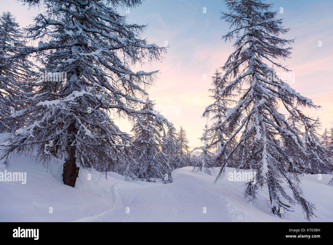 Winter forest in Julian Alps mountains Stock Photo - Alamy