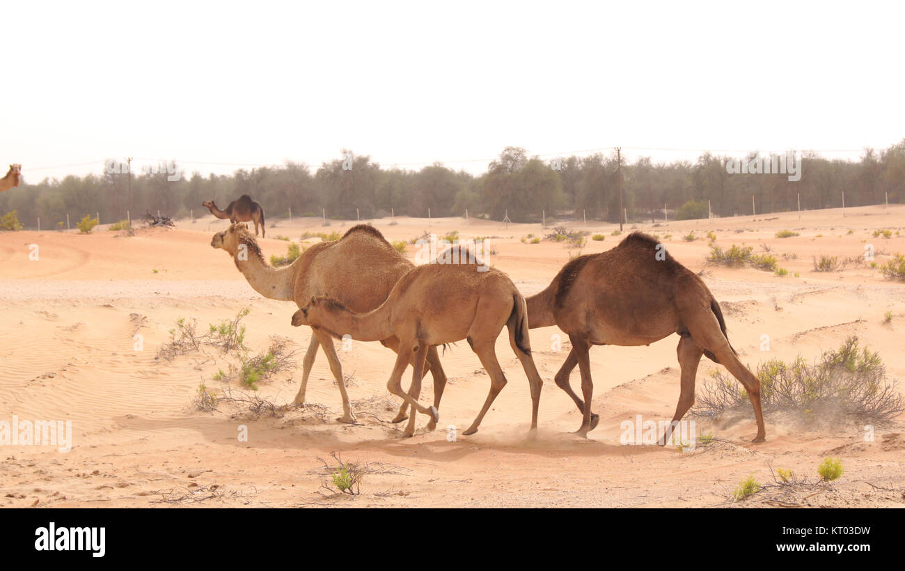 ABU DHABI, UNITED ARAB EMIRATES - APRIL 3rd, 2014: group of Cute single ...