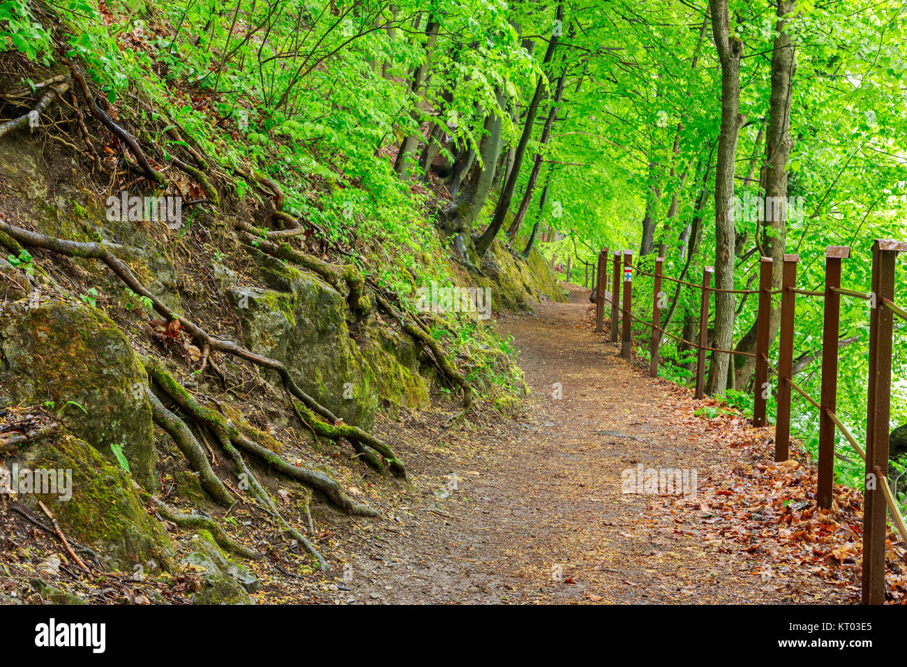Green forest with pathway Stock Photo - Alamy