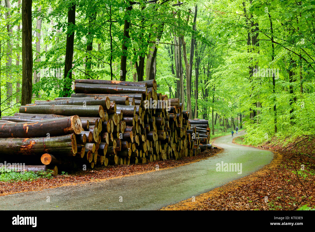 Green forest with pathway Stock Photo - Alamy