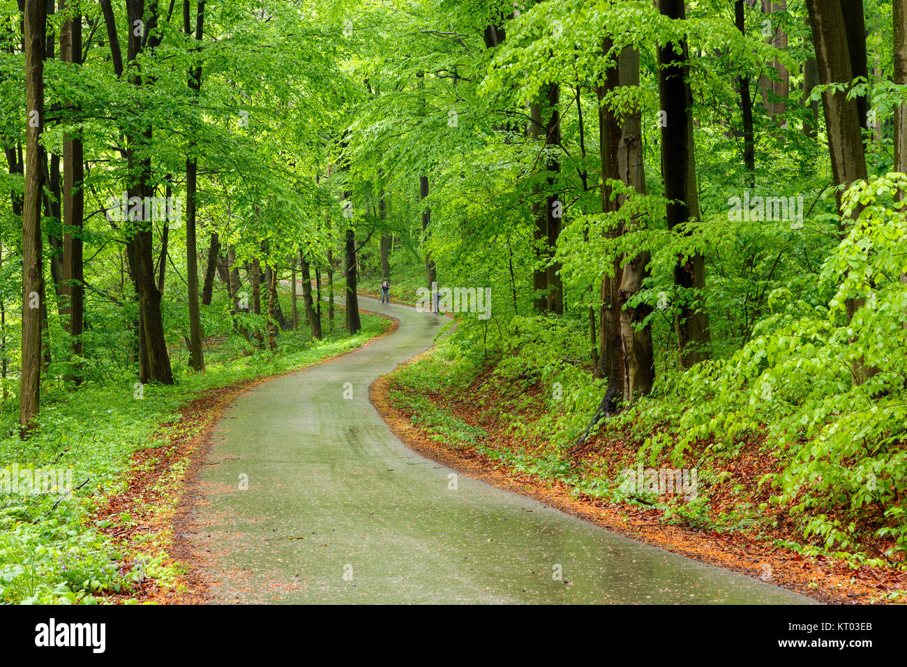 Green forest with pathway Stock Photo - Alamy