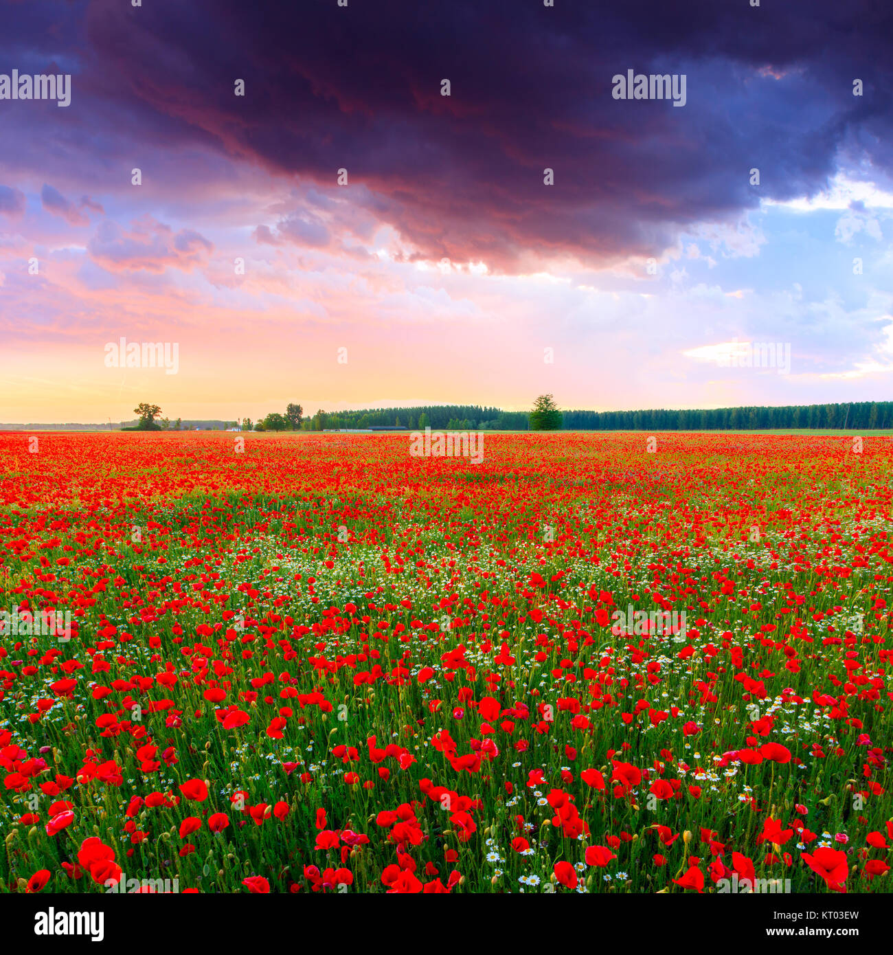 Poppies field at sunset in summer Stock Photo - Alamy