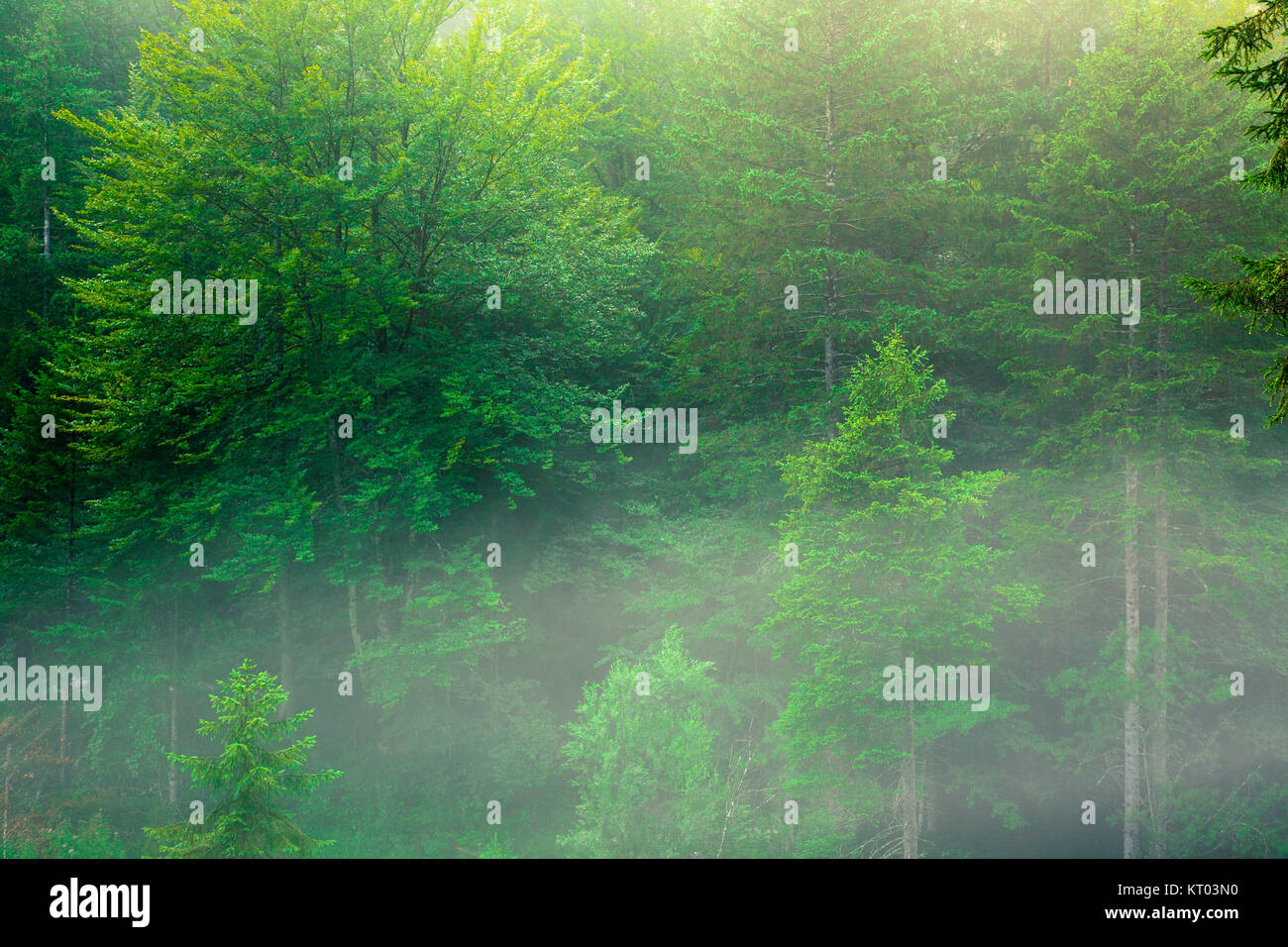 Green forest background Stock Photo - Alamy