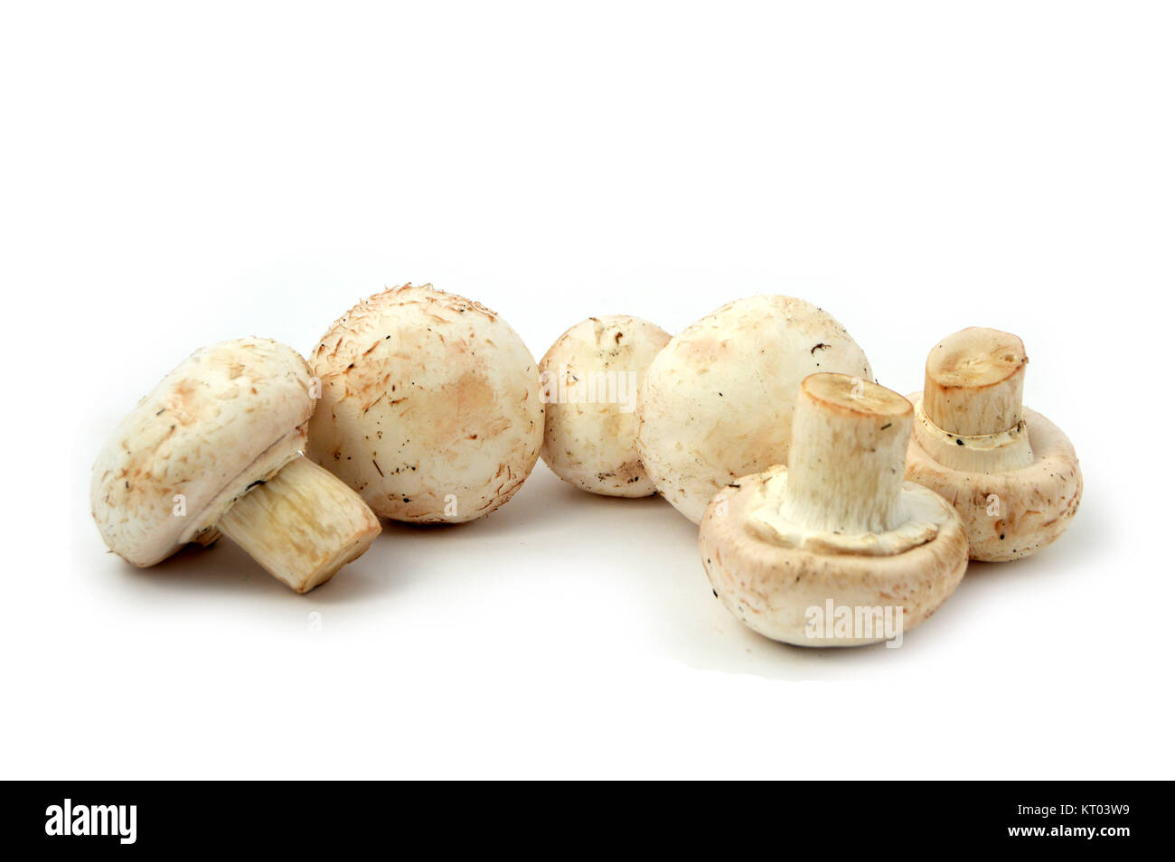 Jpeg mushroom images hi-res stock photography and images - Alamy