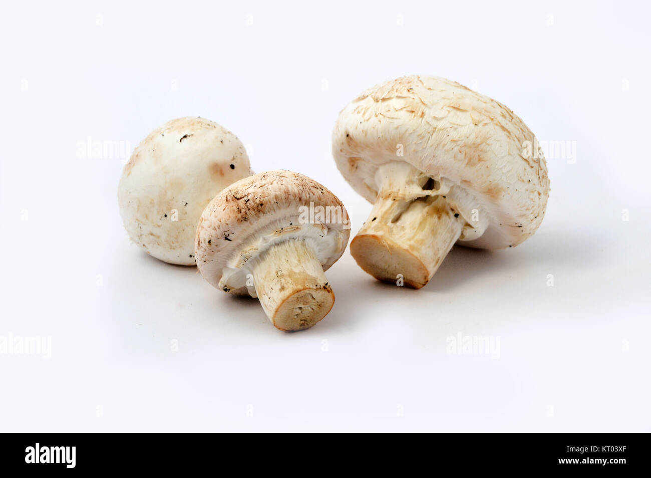 Jpeg mushroom images hi-res stock photography and images - Alamy
