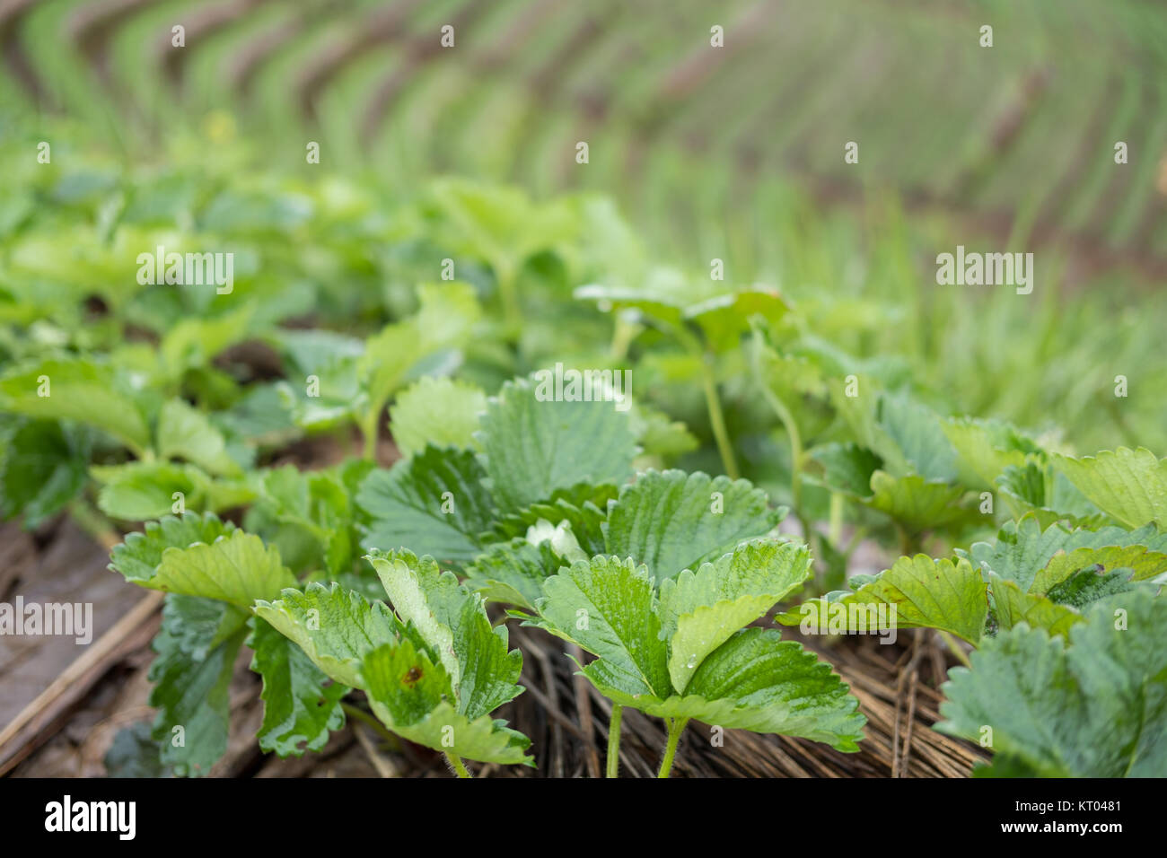 strawberrry plantation on mountain in rainy day. strawberries farm ...
