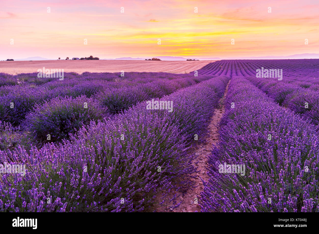 Beautiful landscape of lavender fields at sunset in Provence Stock ...