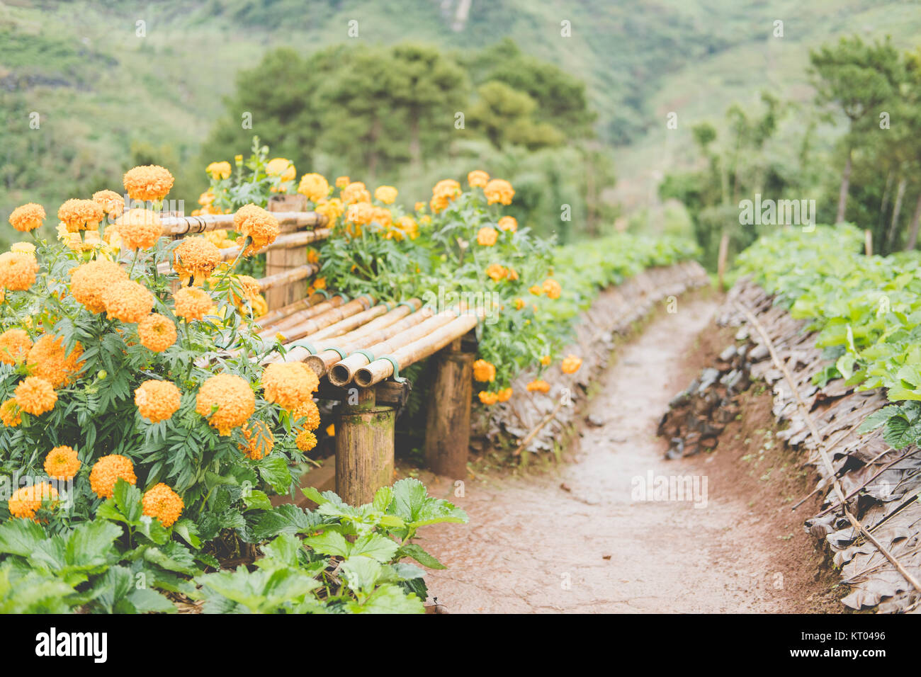 bamboo bench in strawberries farm. strawberrry plantation on mountain ...