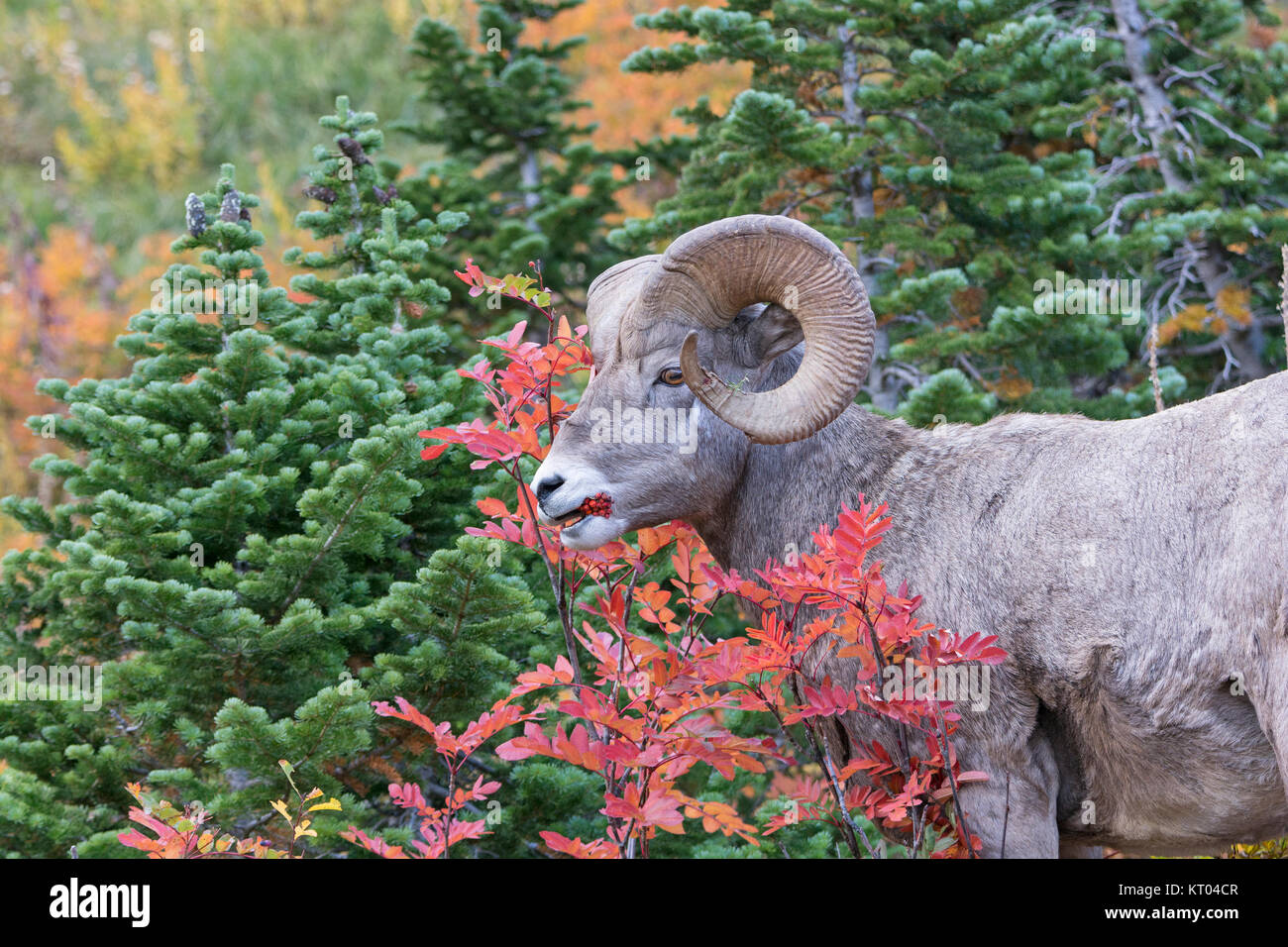 Bighorn Sheep Eating Berries in the Fall in Glacier National Park in ...