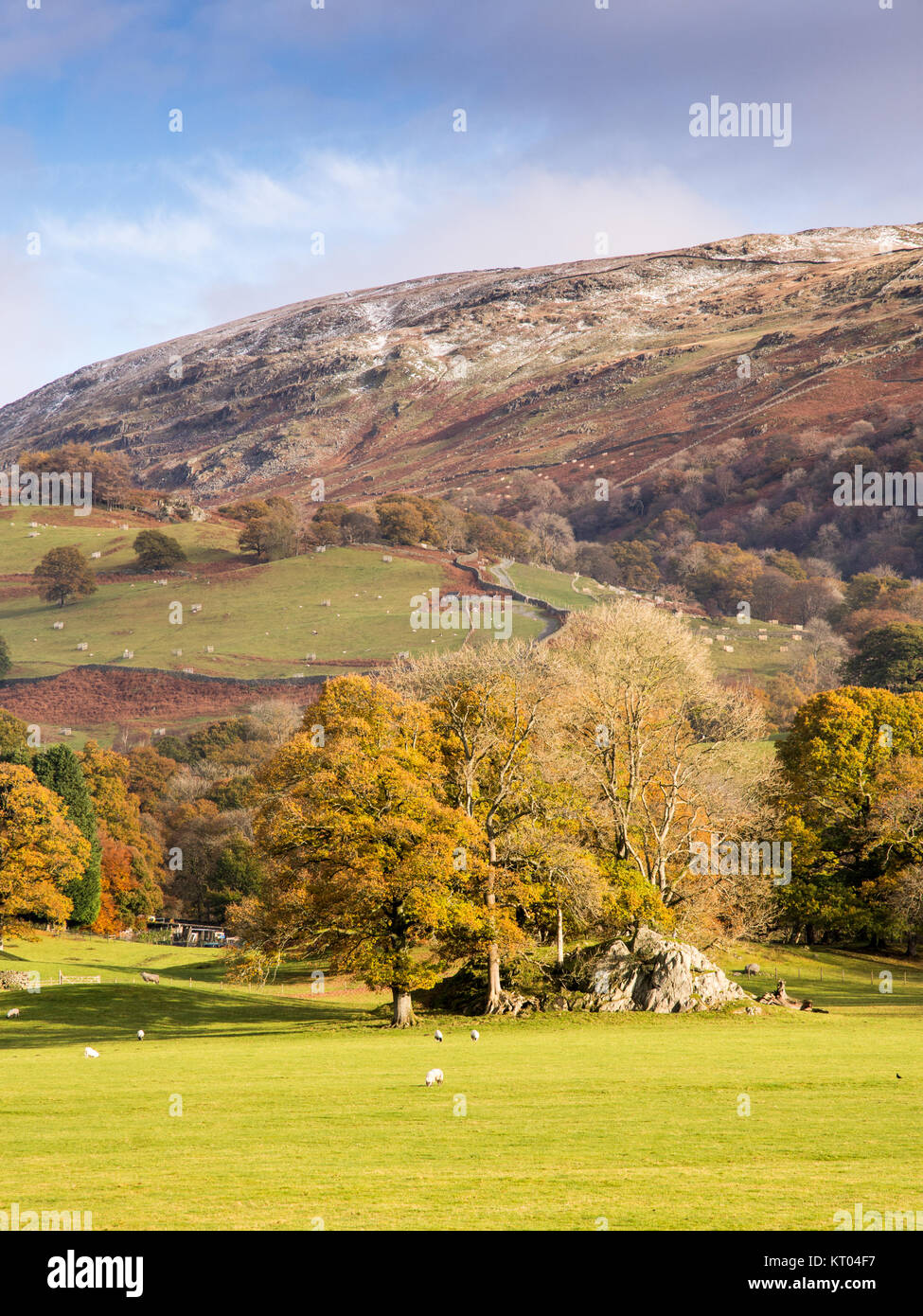 Sheep graze under autumn trees and snow-dusted mountains in fields near ...